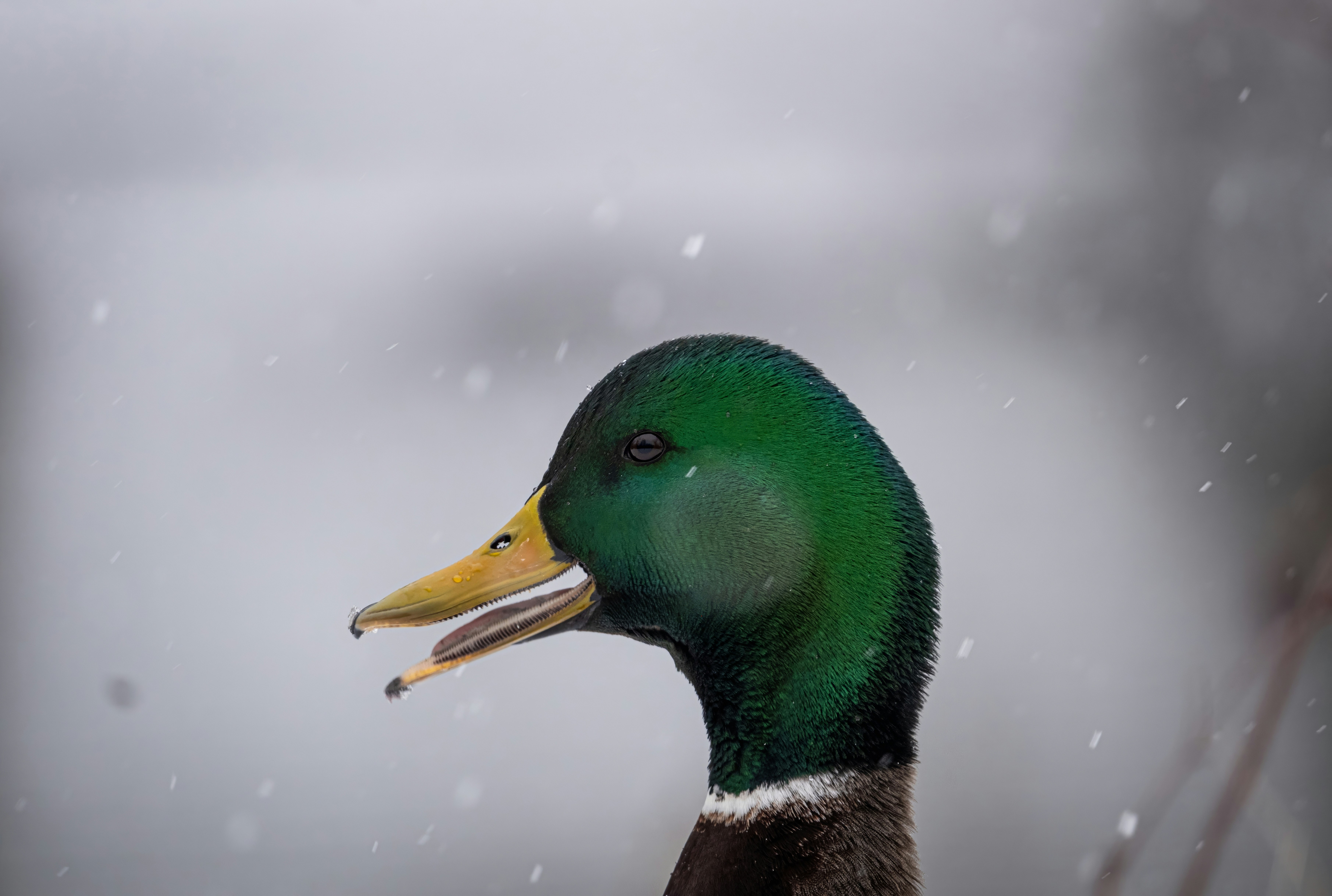 Emerald Serenity in the Snow
