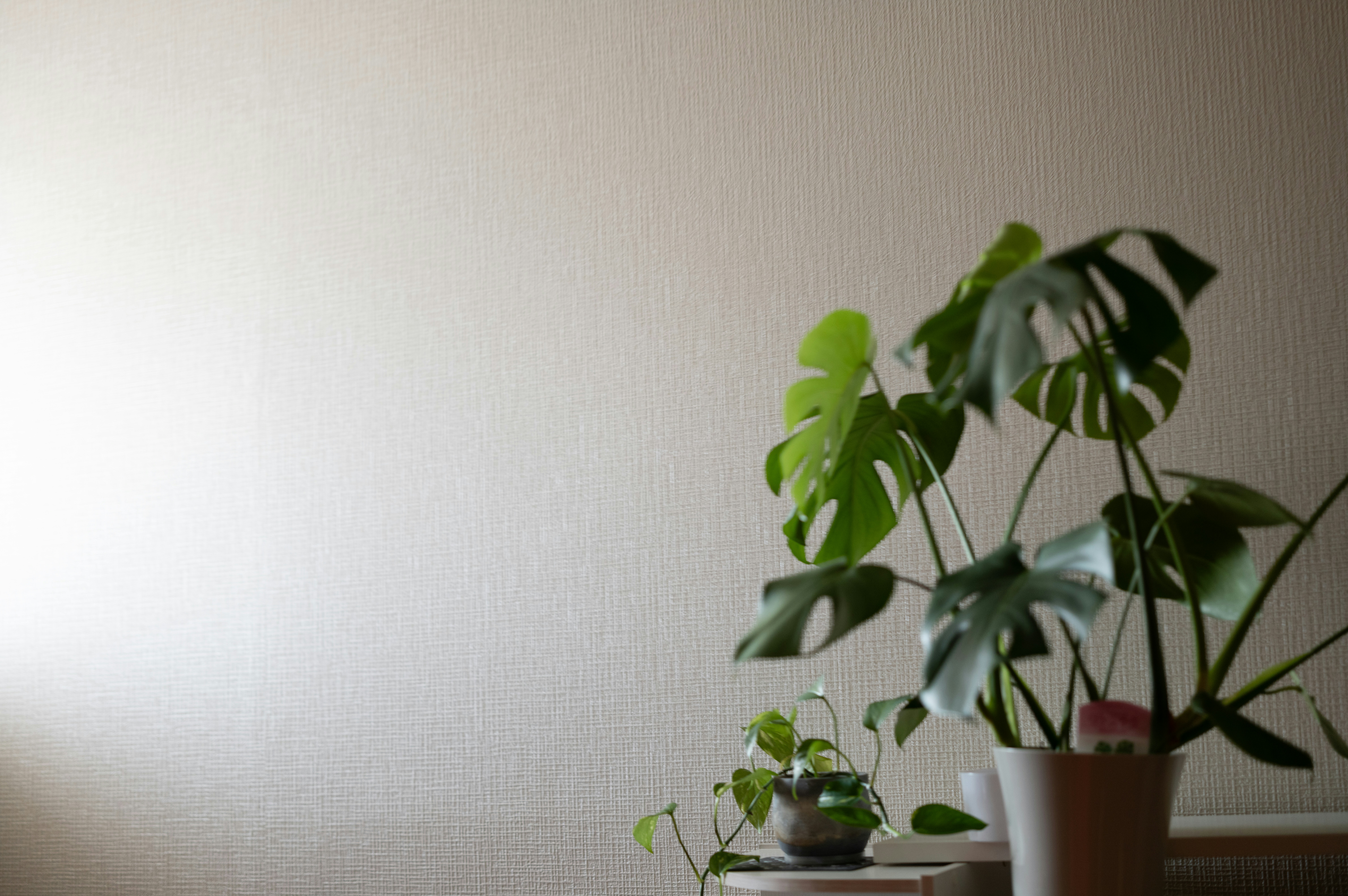 나무 탁자 위에 놓인 화분 사진 – Unsplash의 무료 인테리어 디자인 이미지