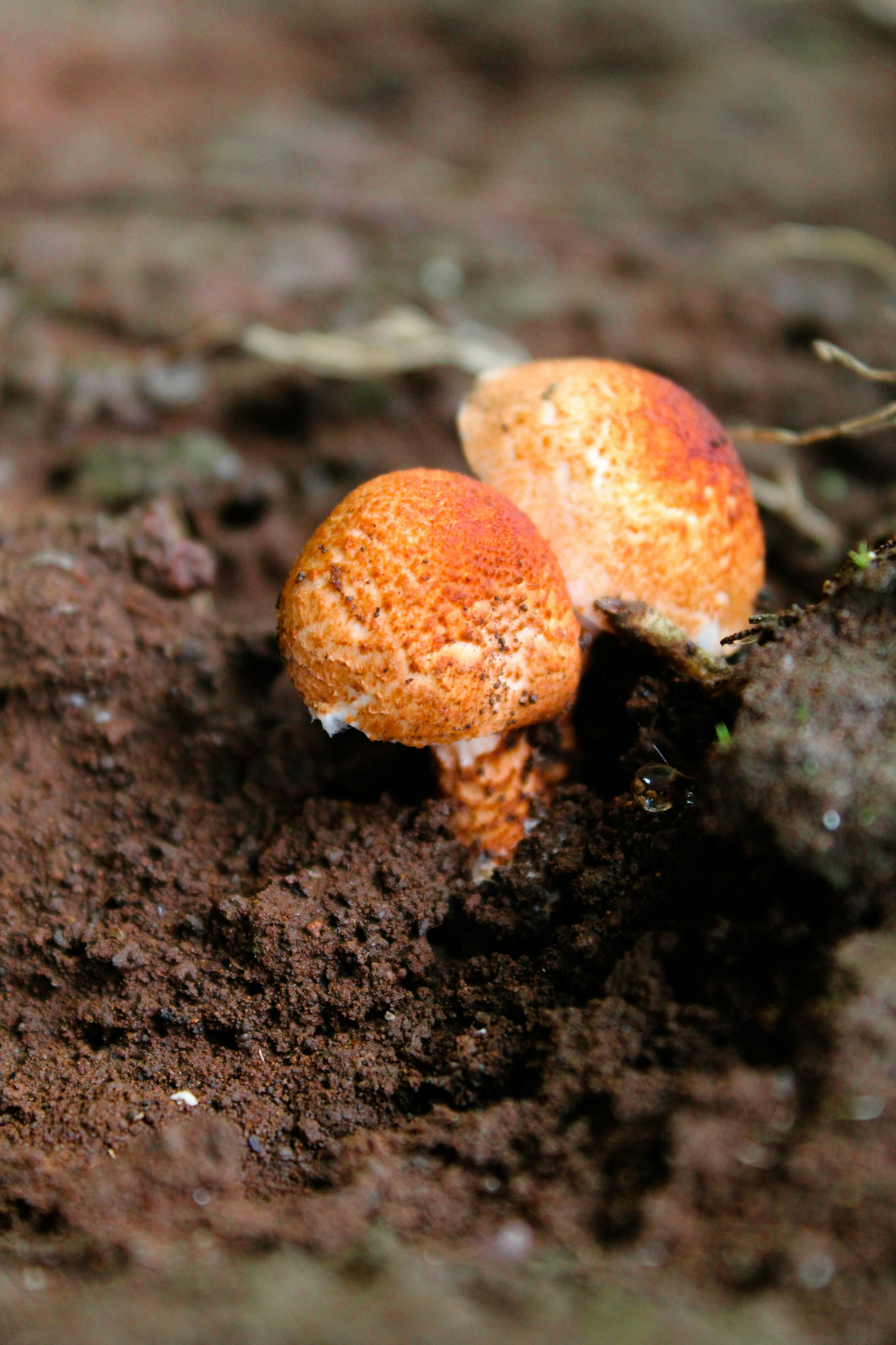 Orange-capped mushrooms emerge from rich soil in a quiet forest bed