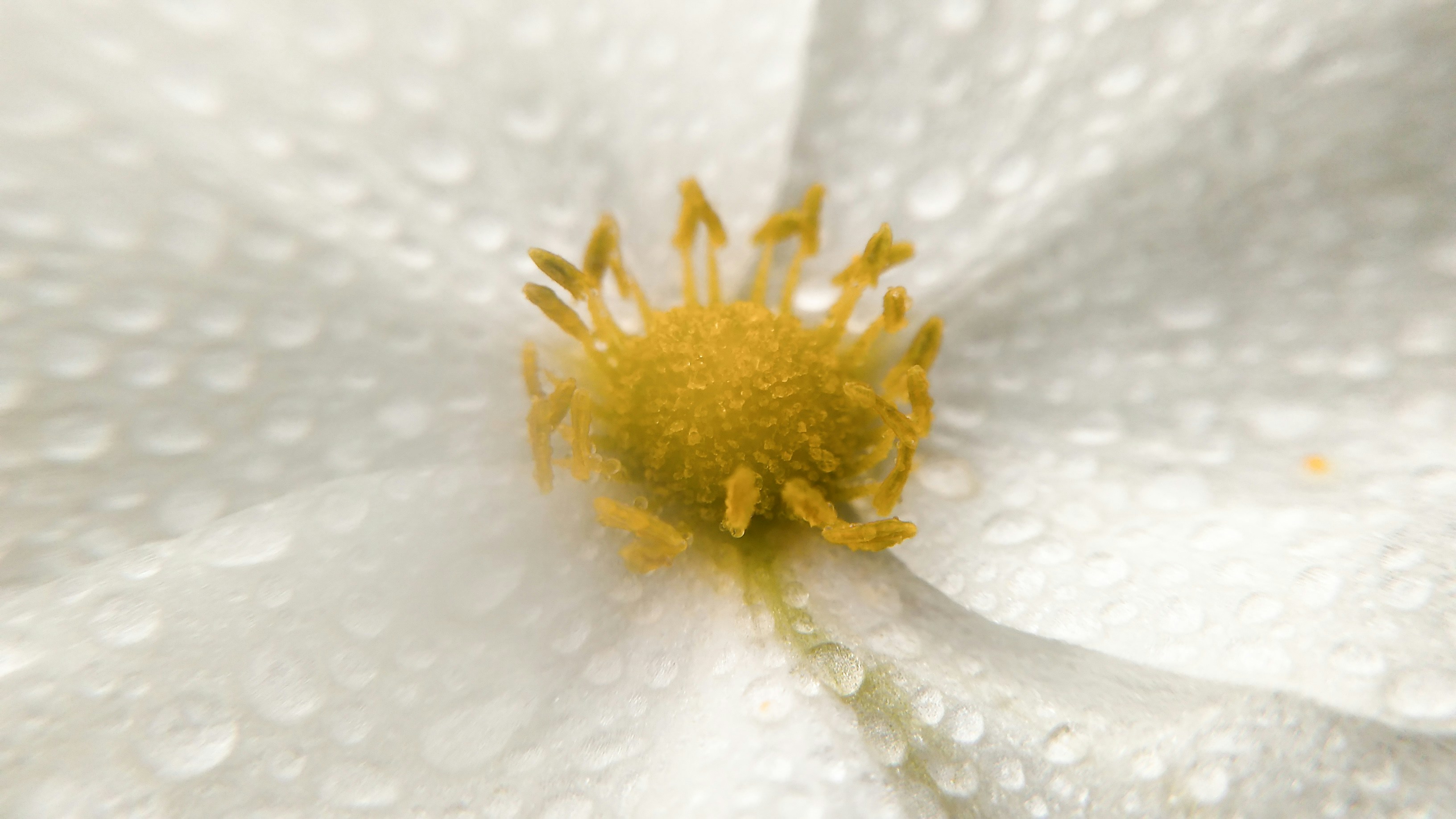 Close-up of a dew-kissed white flower bloom focusing on the central pistil and surrounding petals
