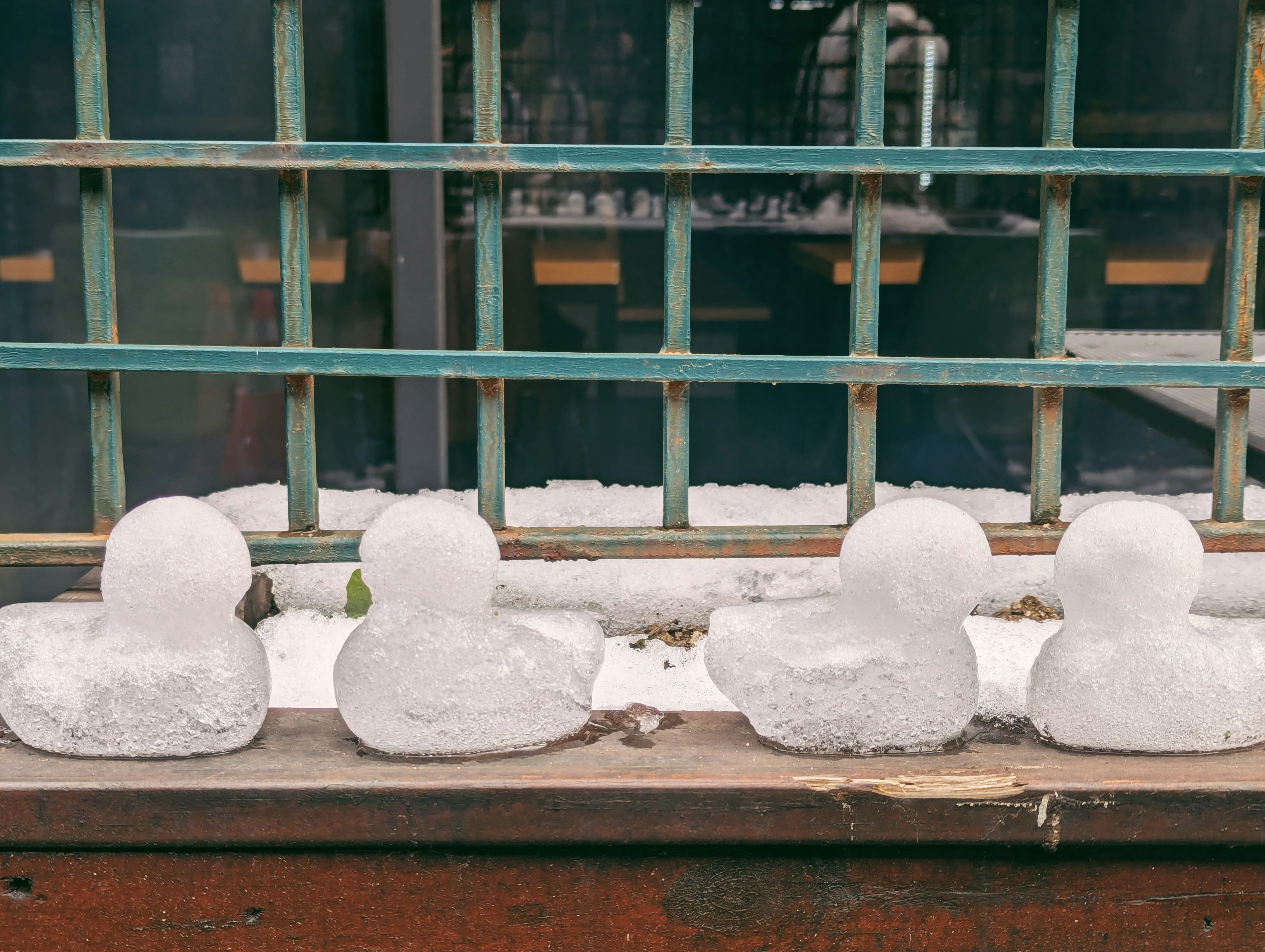 Frozen Quackers on a Winter's Ledge