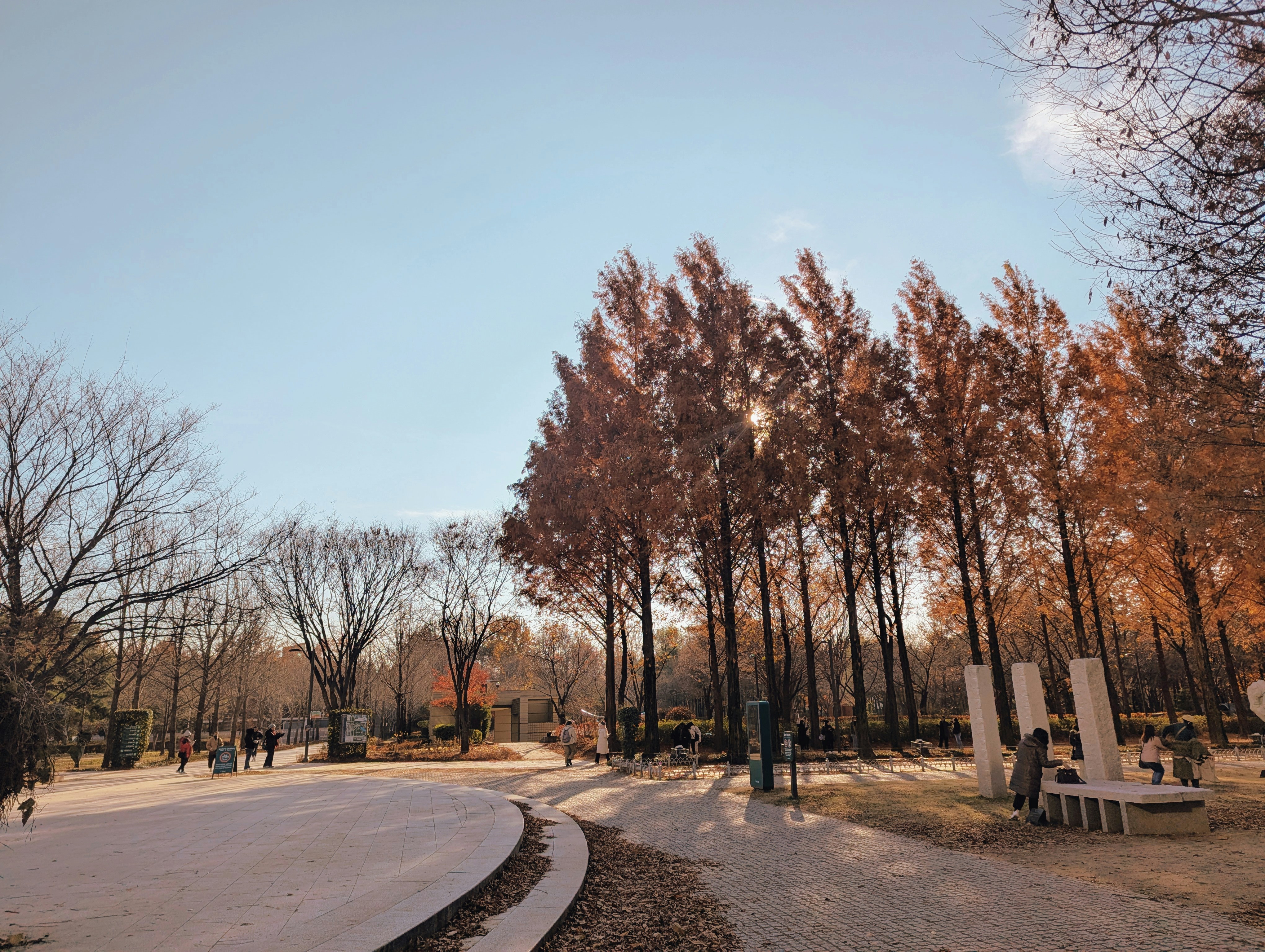 People walking along a curved path lined with tall autumn trees under a clear blue sky.