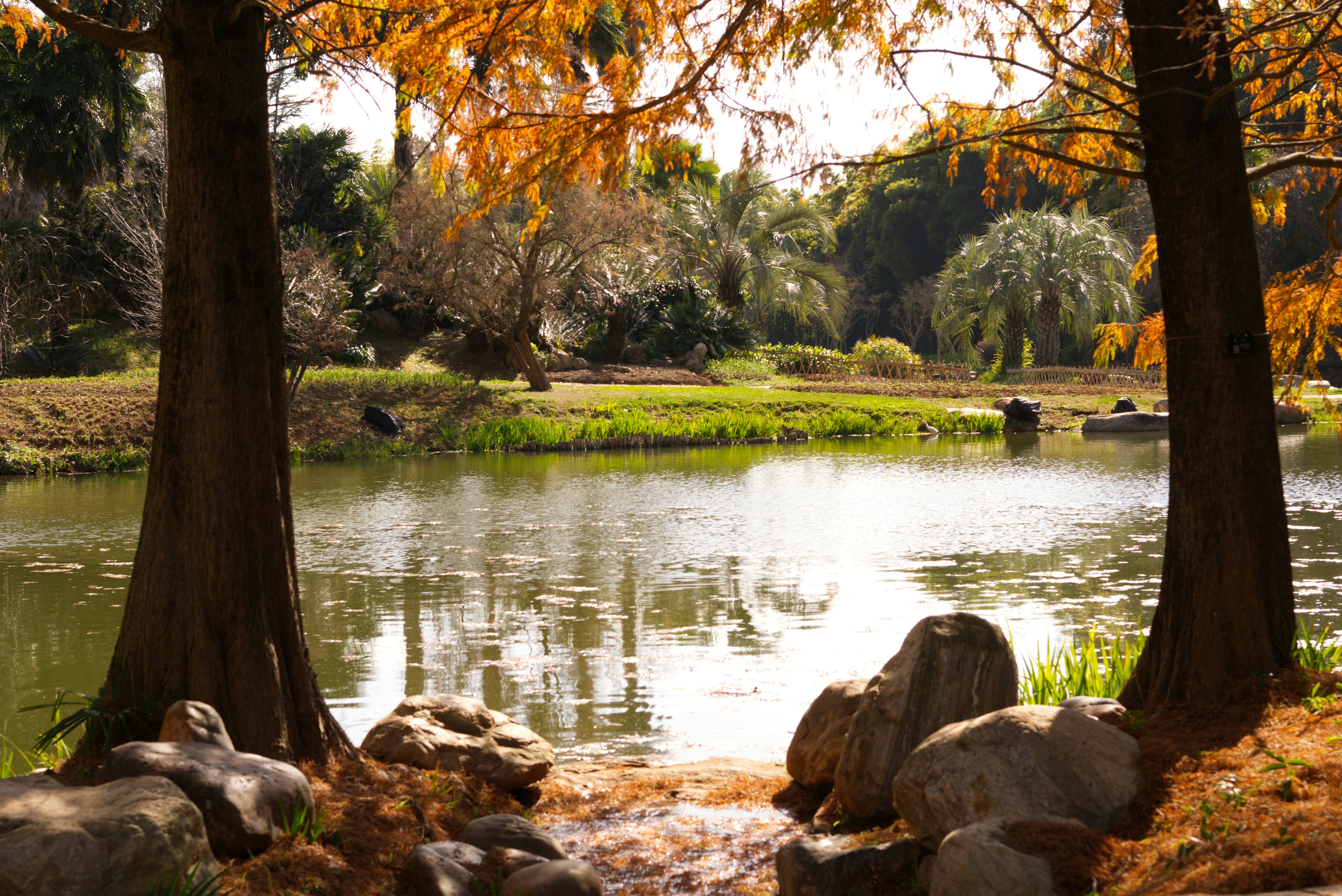 Tranquil lake scene framed by autumnal trees with golden leaves.