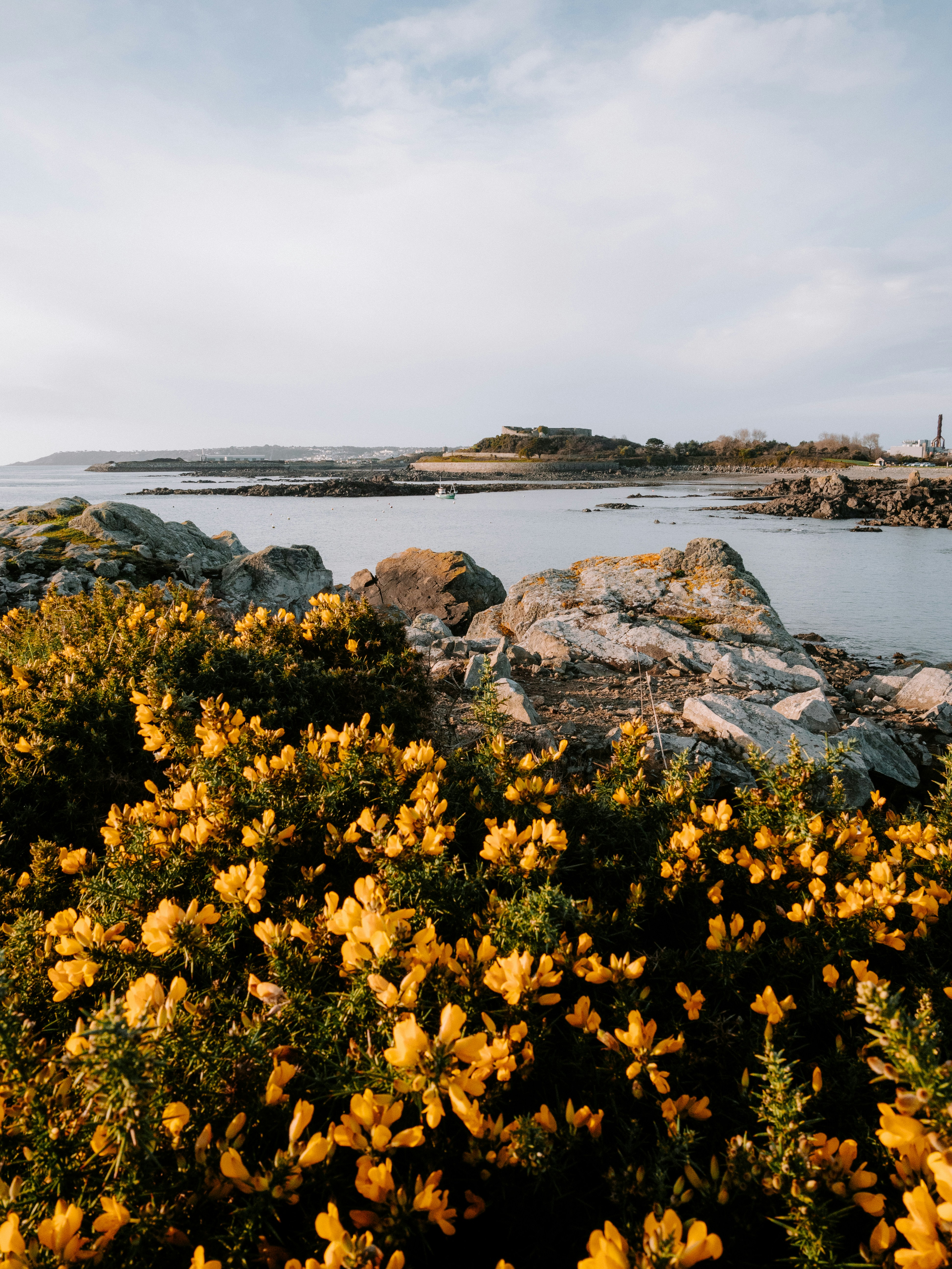 Golden Gorse and Coastal Heritage