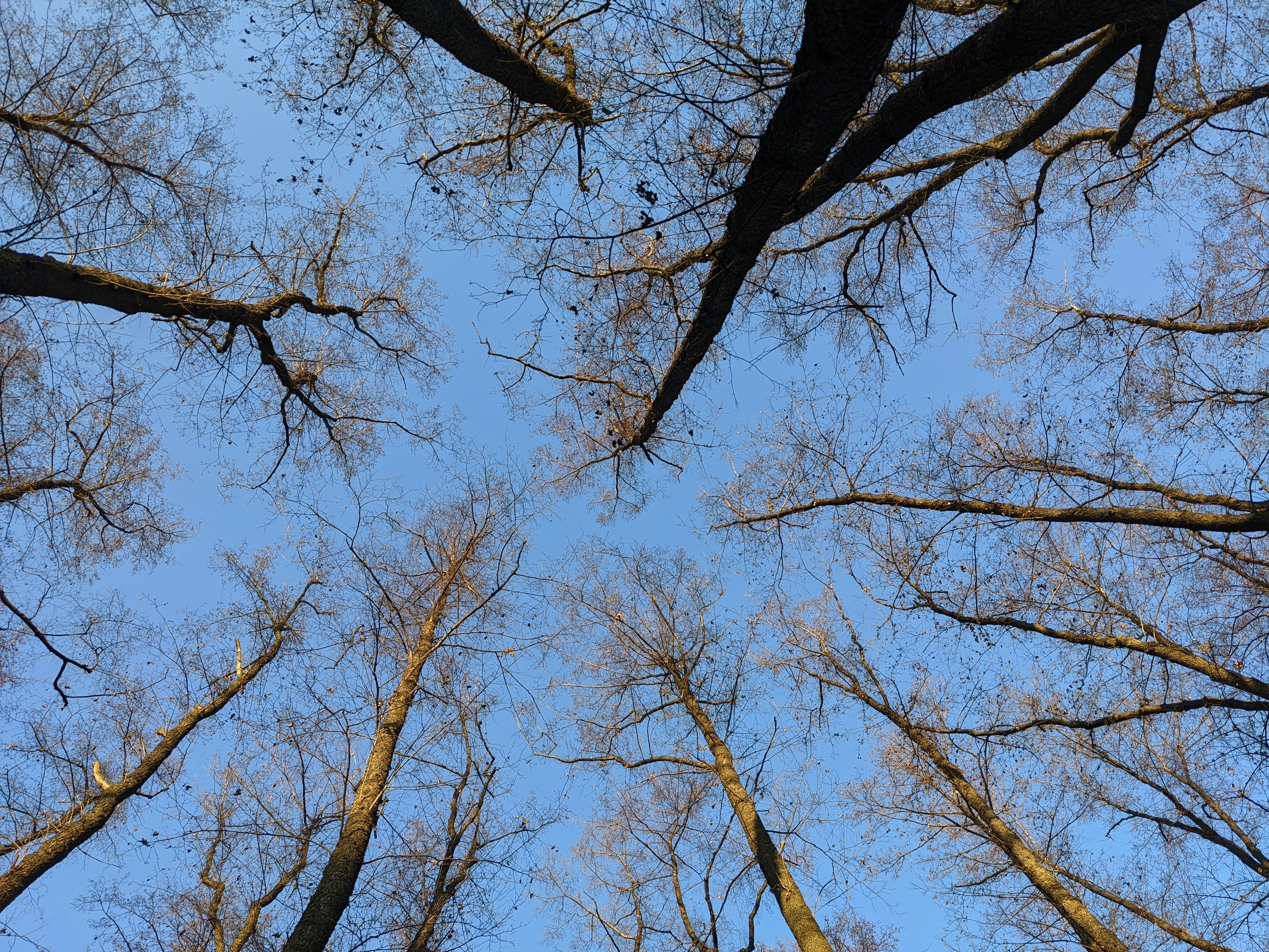 Tall, leafless trees stretch towards a clear blue sky, forming a natural canopy.