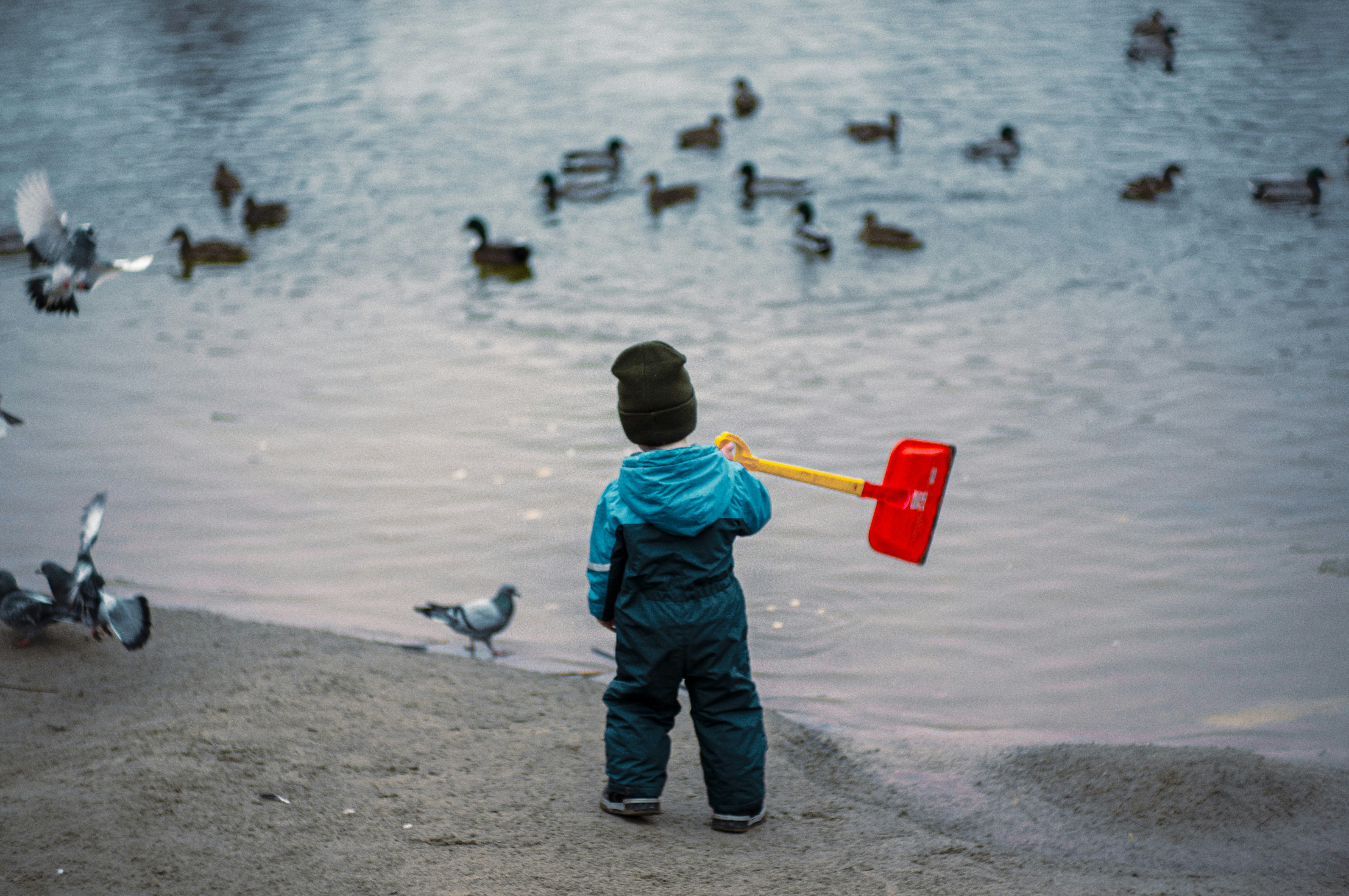 Blue Overalls, Red Shovel: A Child's Quiet Patrol by the Duck-Studded Shore