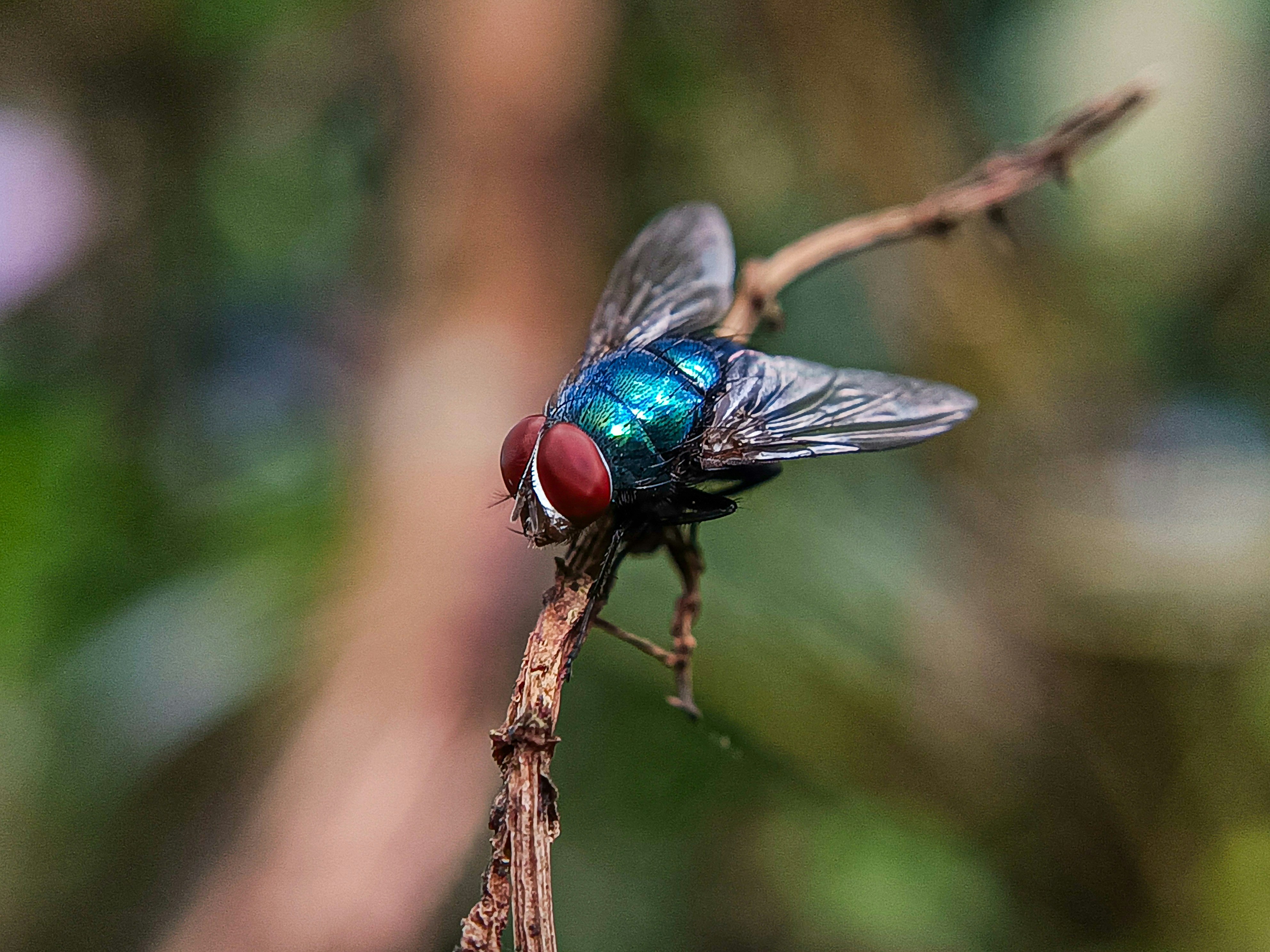Vibrant fly perched on a dried plant stem with blurred natural background.