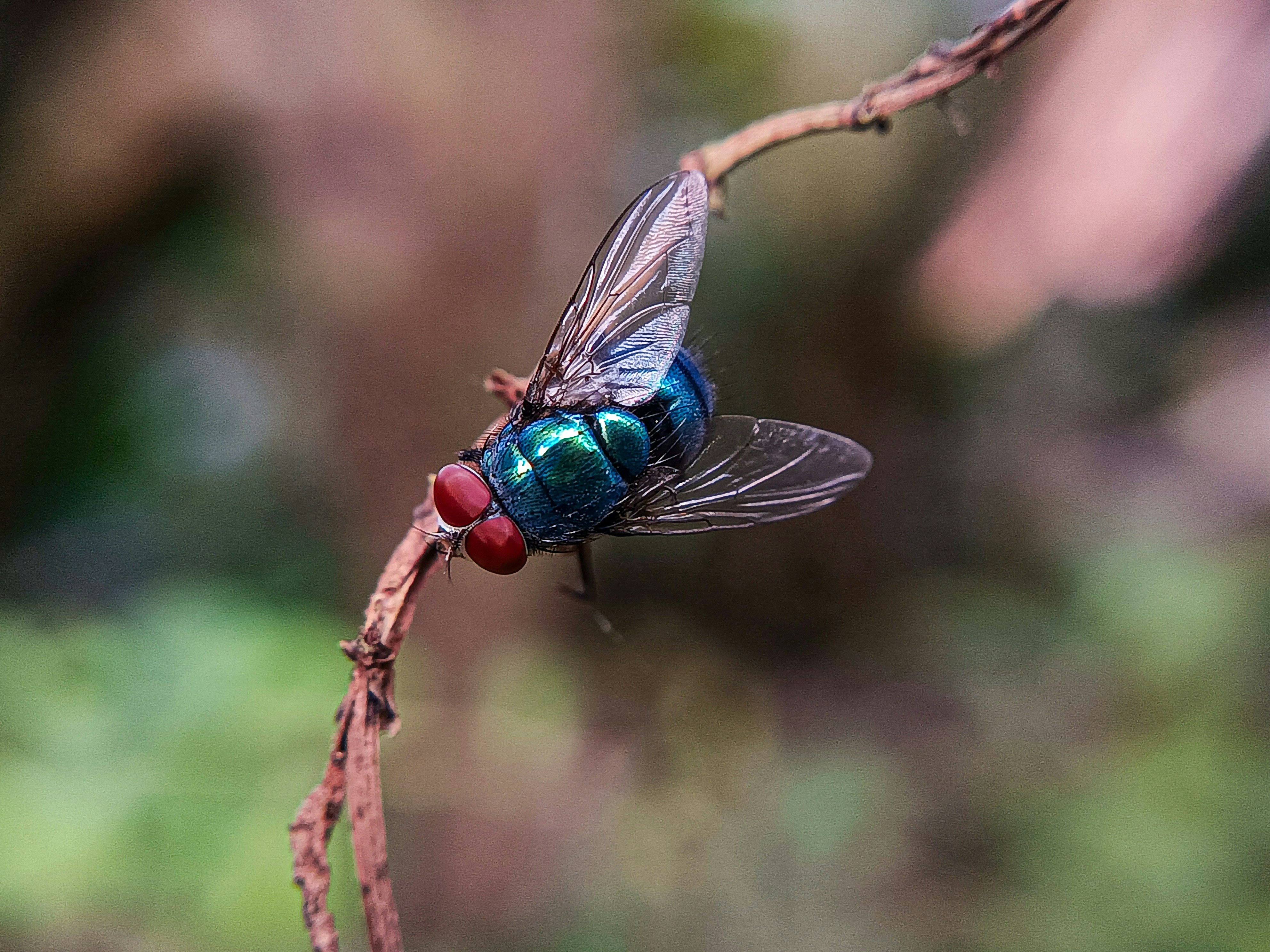 Vibrant fly with metallic blue body and red eyes perched on a thin twig.