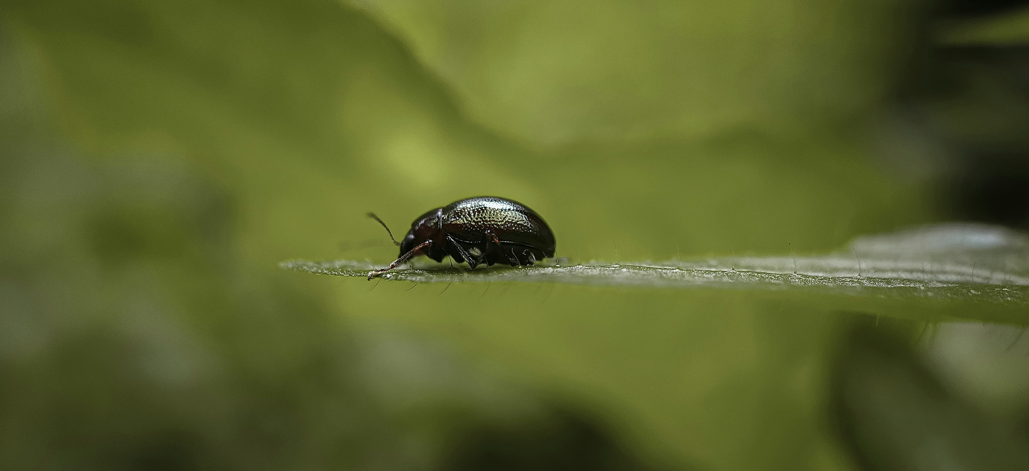A lady bug crawling on a green leaf photo – Free Animal Image on Unsplash
