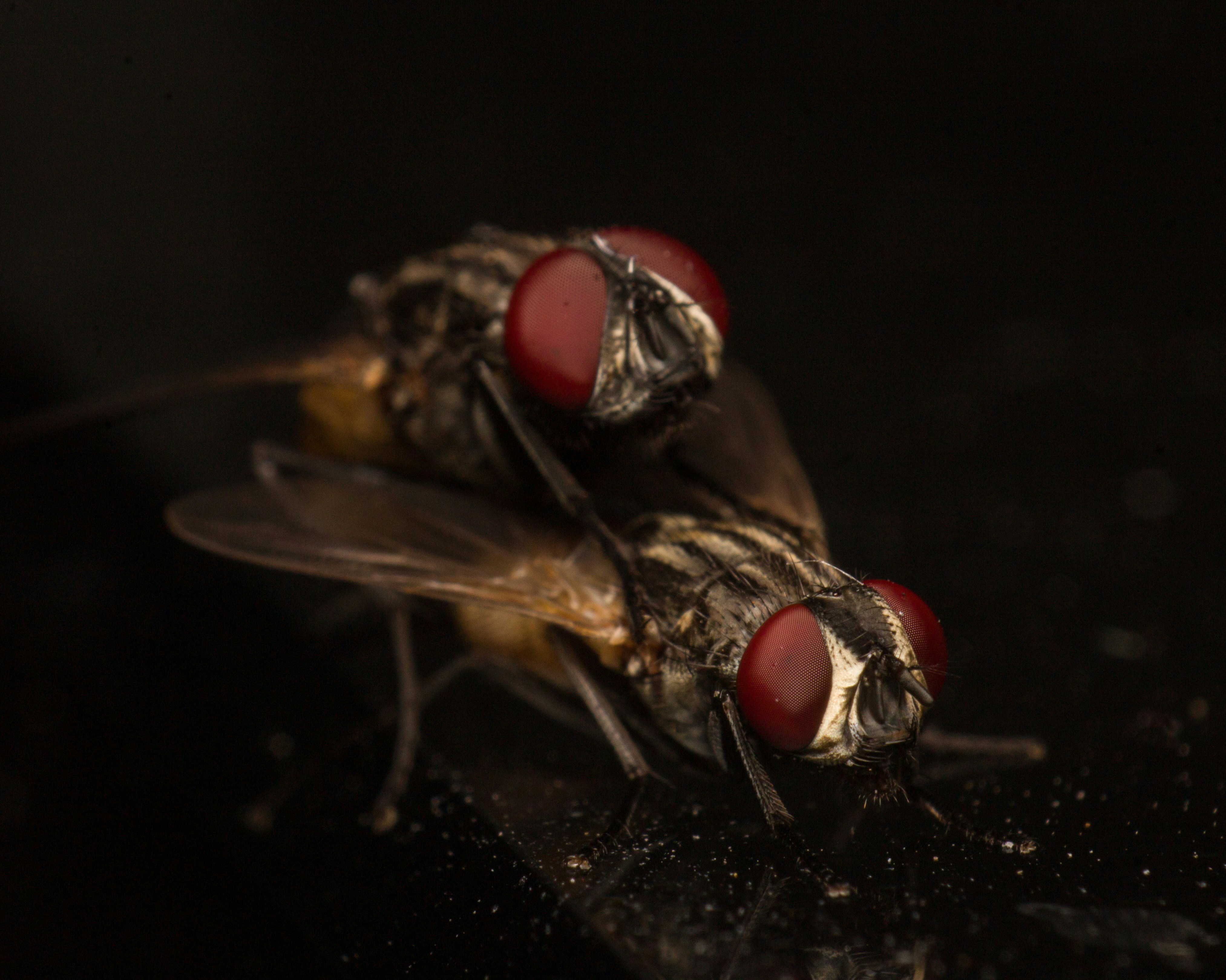 Macro Portrait: Two Red-Eyed Fruit Flies on a Velvet Black Stage