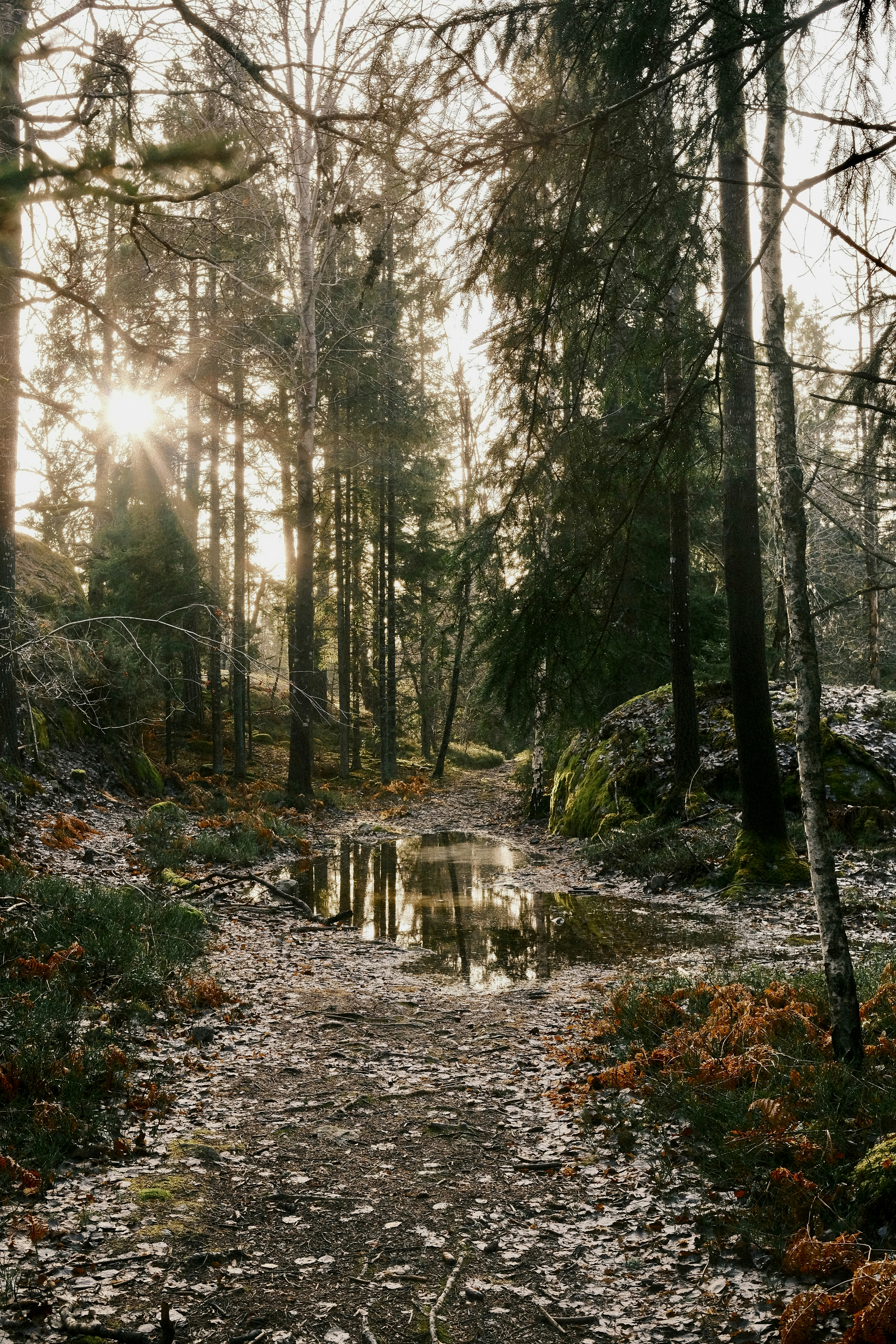 Sunlit Forest Path Amid Quiet Reflections
