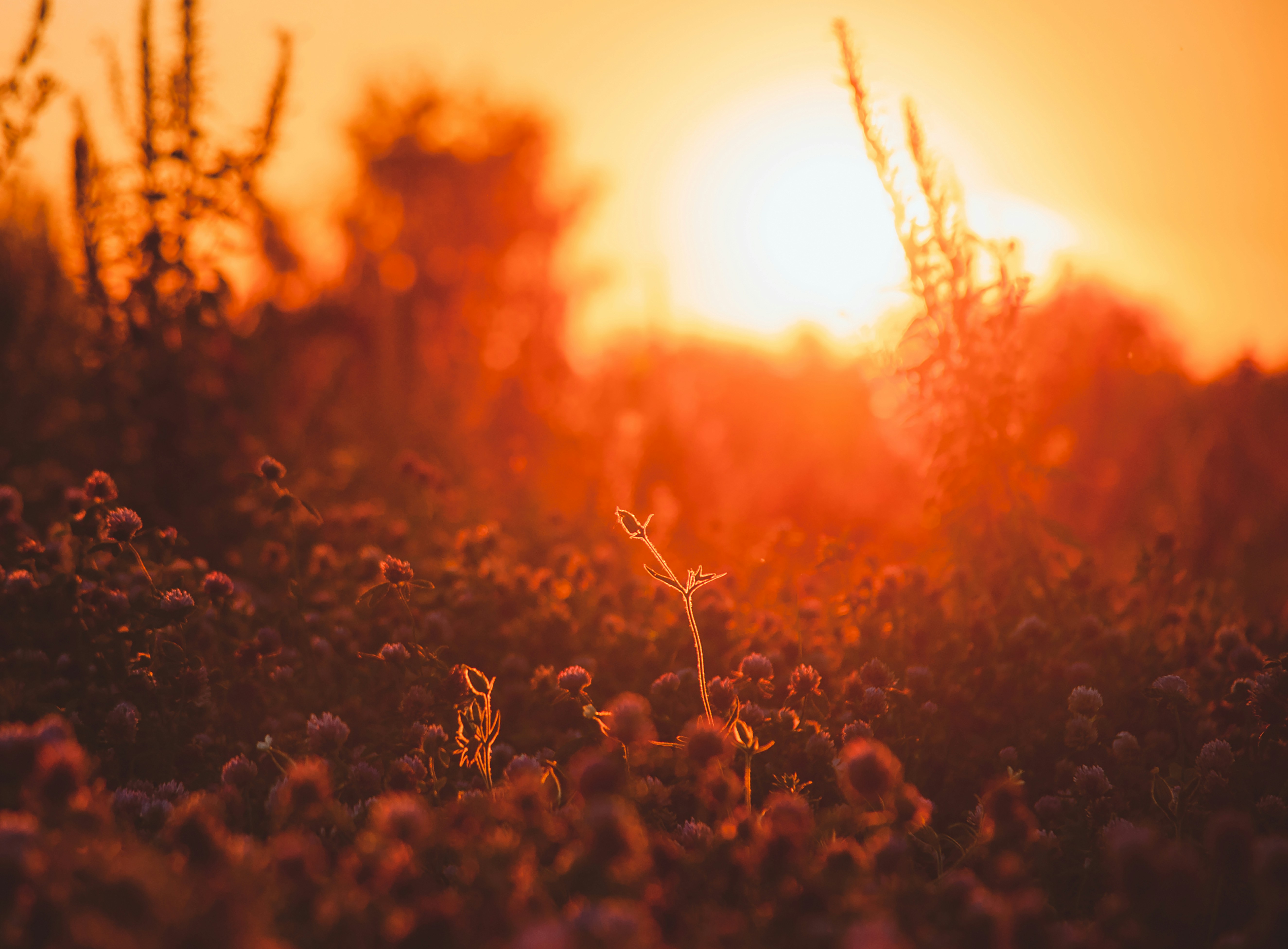 Ethereal Glow Across a Floral Horizon