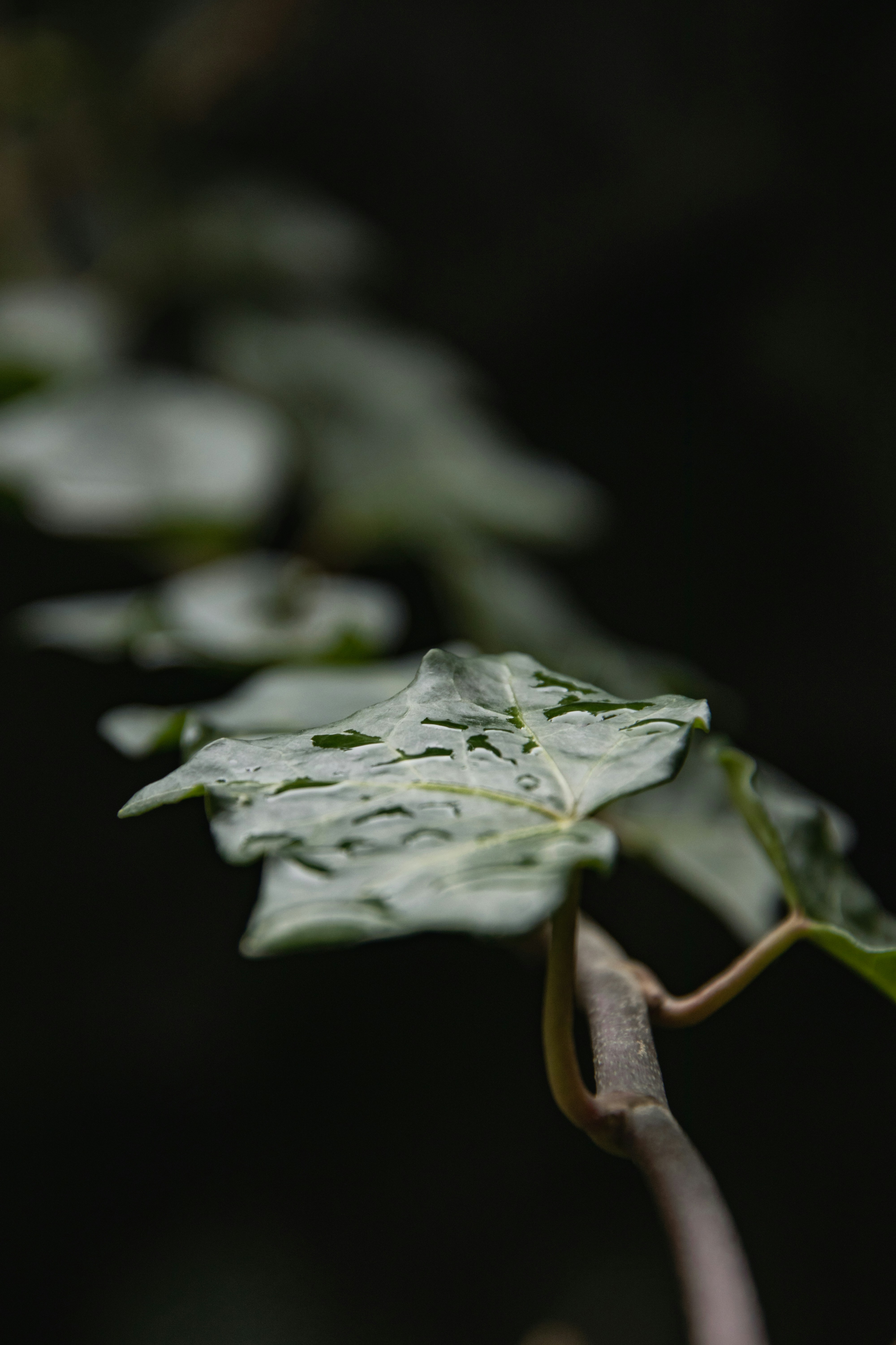 Verdant Vein: a solitary ivy leaf against velvet shadow