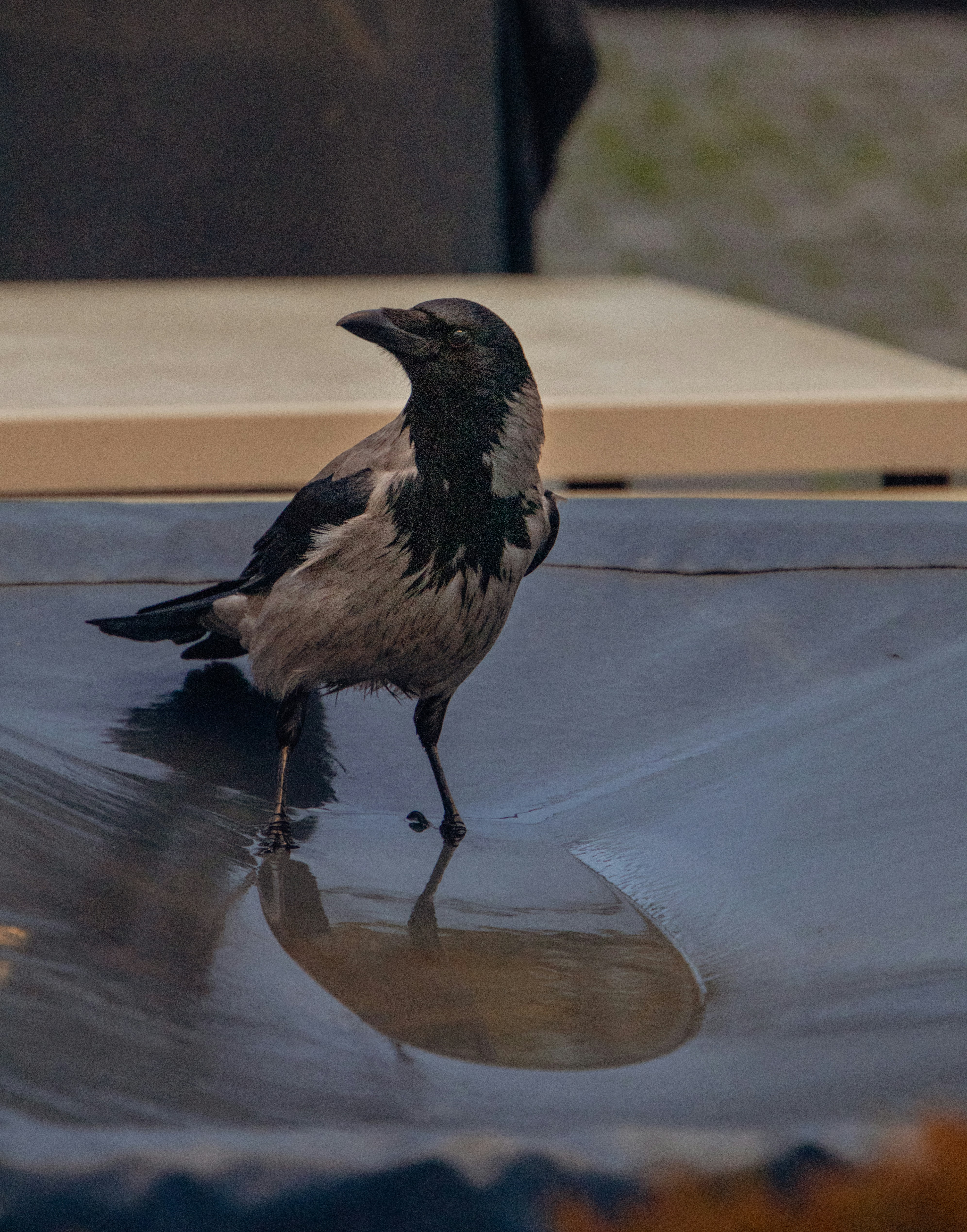 Nocturne on a glossy pool: crow pauses with its reflection