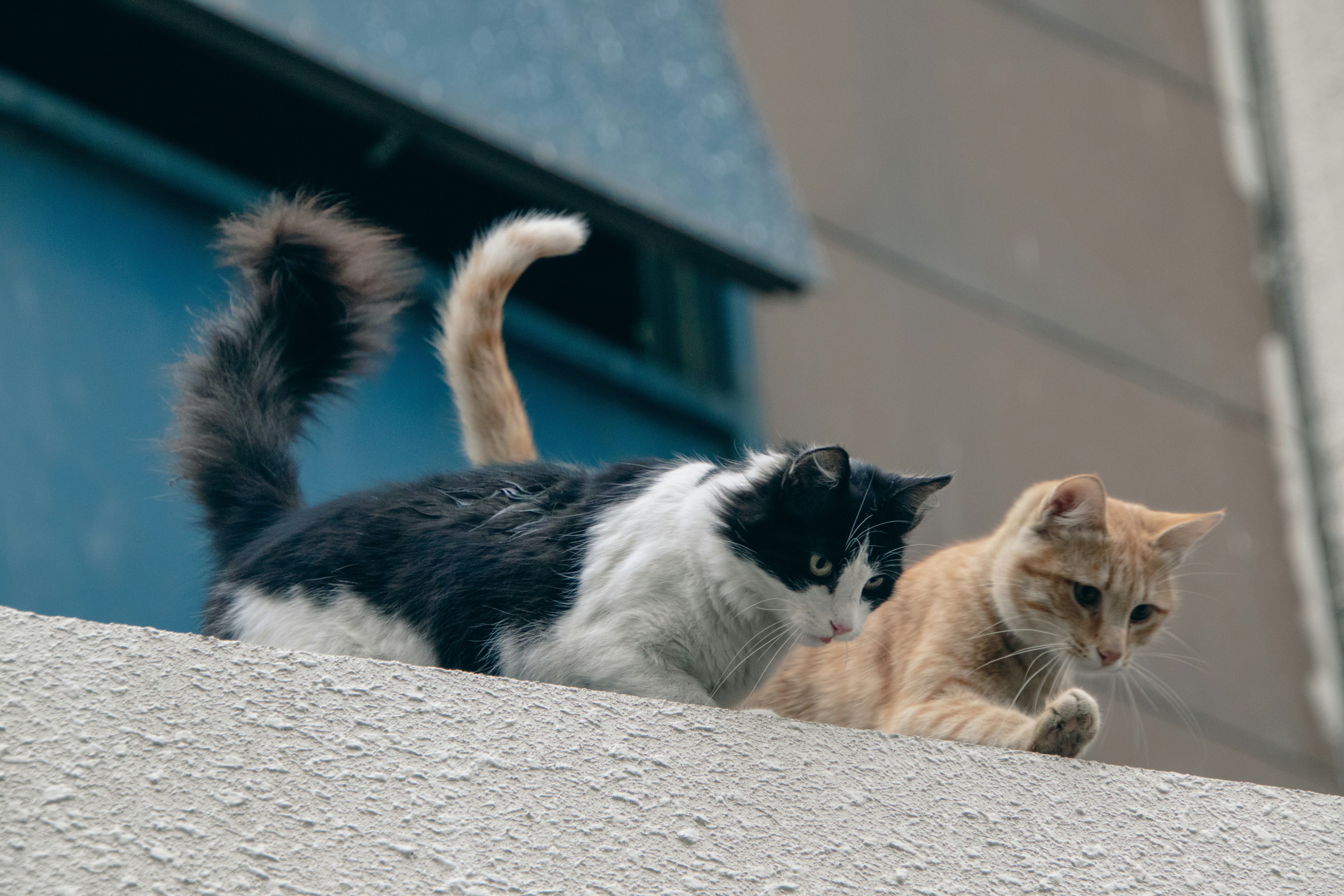 A couple of cats that are standing on a ledge photo – Free Baku Image ...