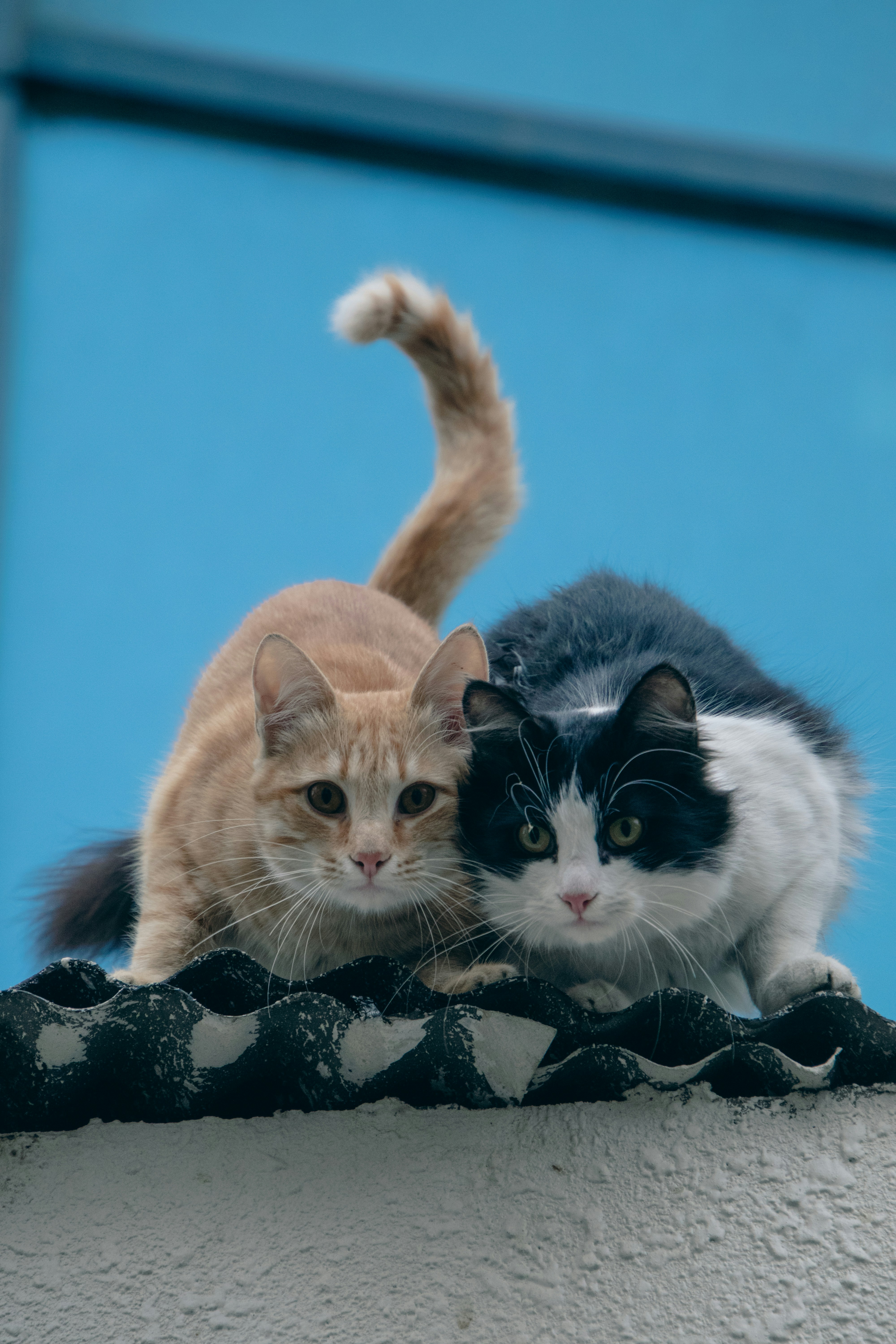 Curious Duo on a Tile Ridge: Two Cats Peek Over a Rooftop Edge