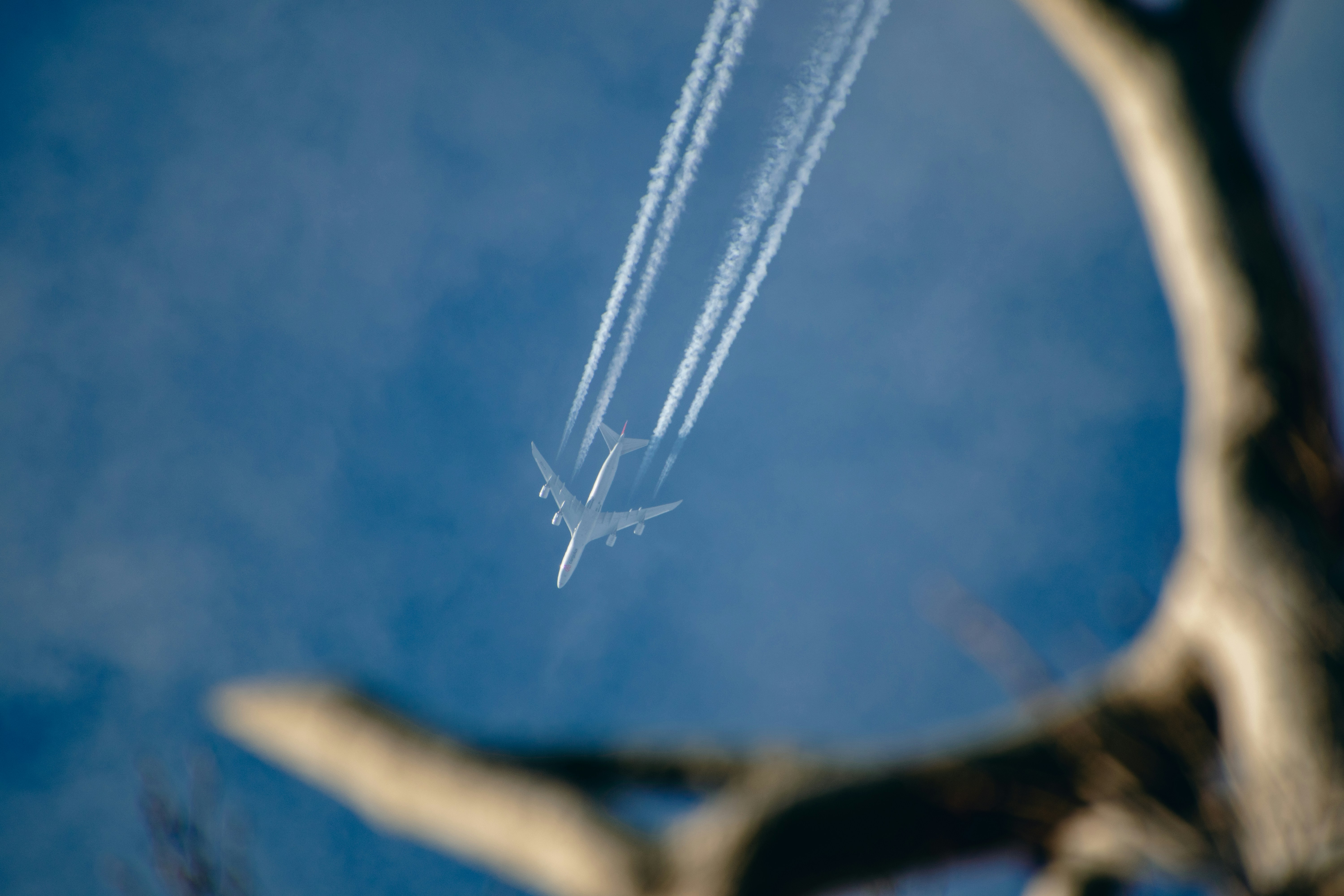 Threads of Flight: Jet Traces Through the Sky Framed by Branches