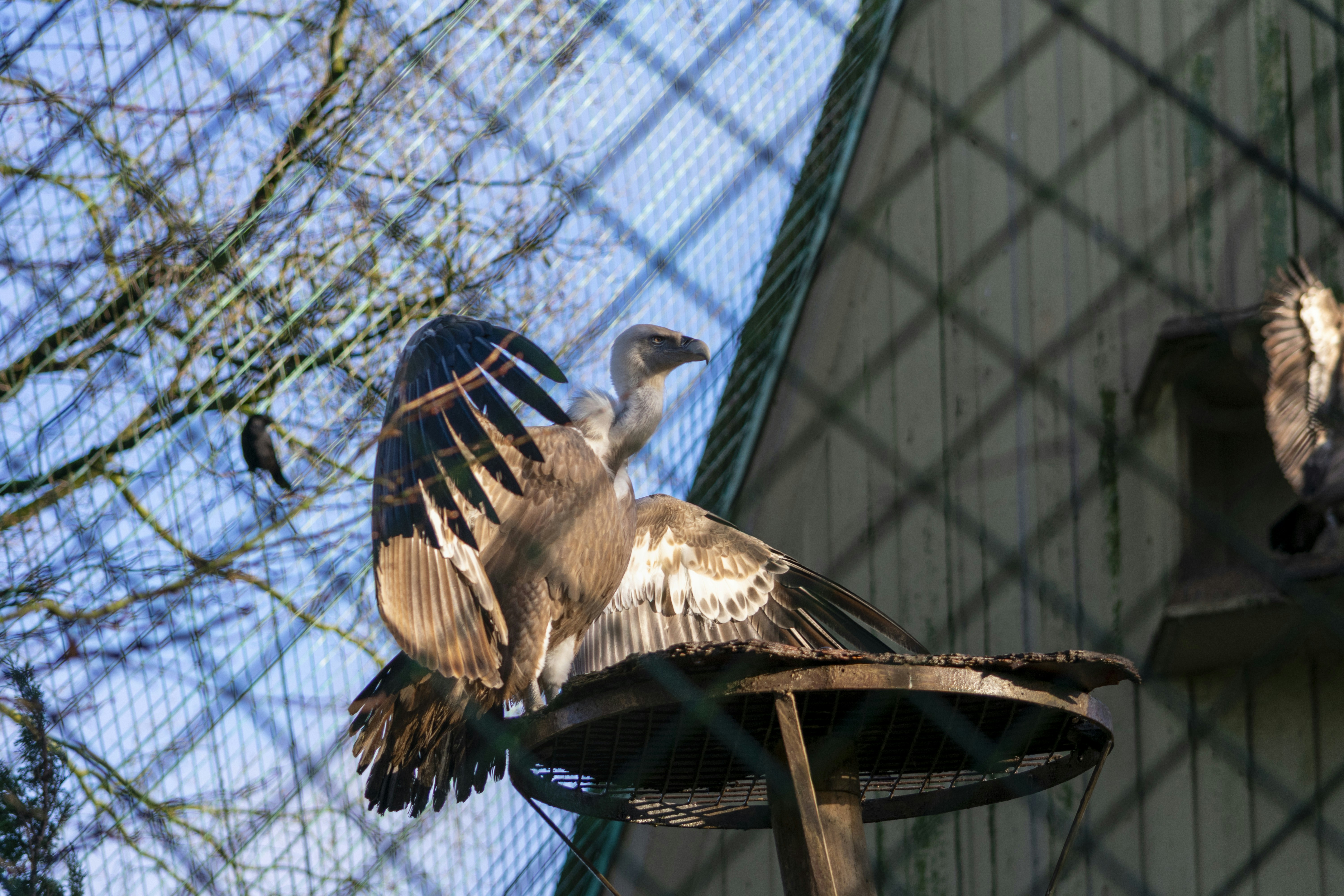Vulture perched on a platform within a netted enclosure under clear blue sky.