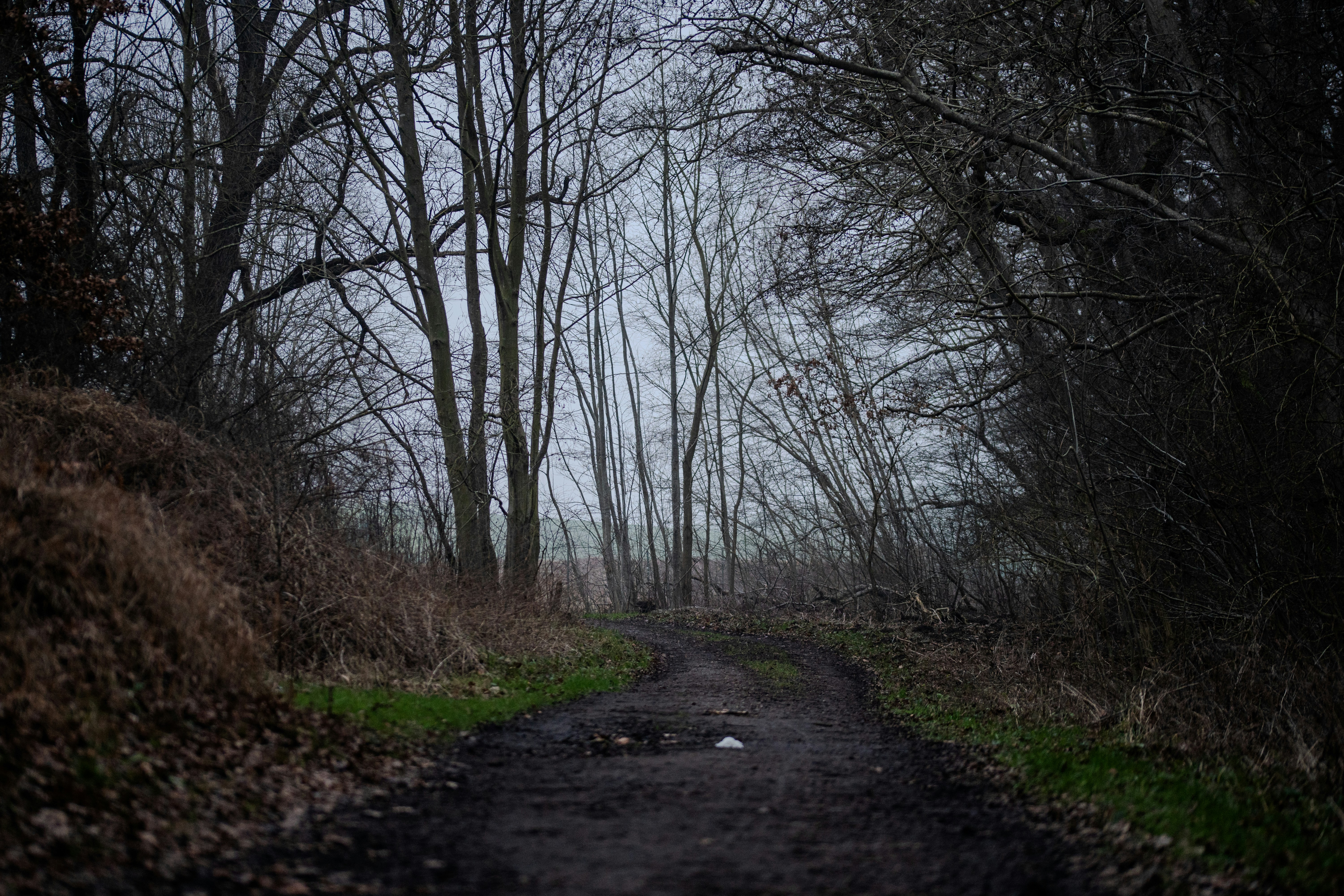 Foggy forest trail flanked by bare trees, evoking mystery and solitude.