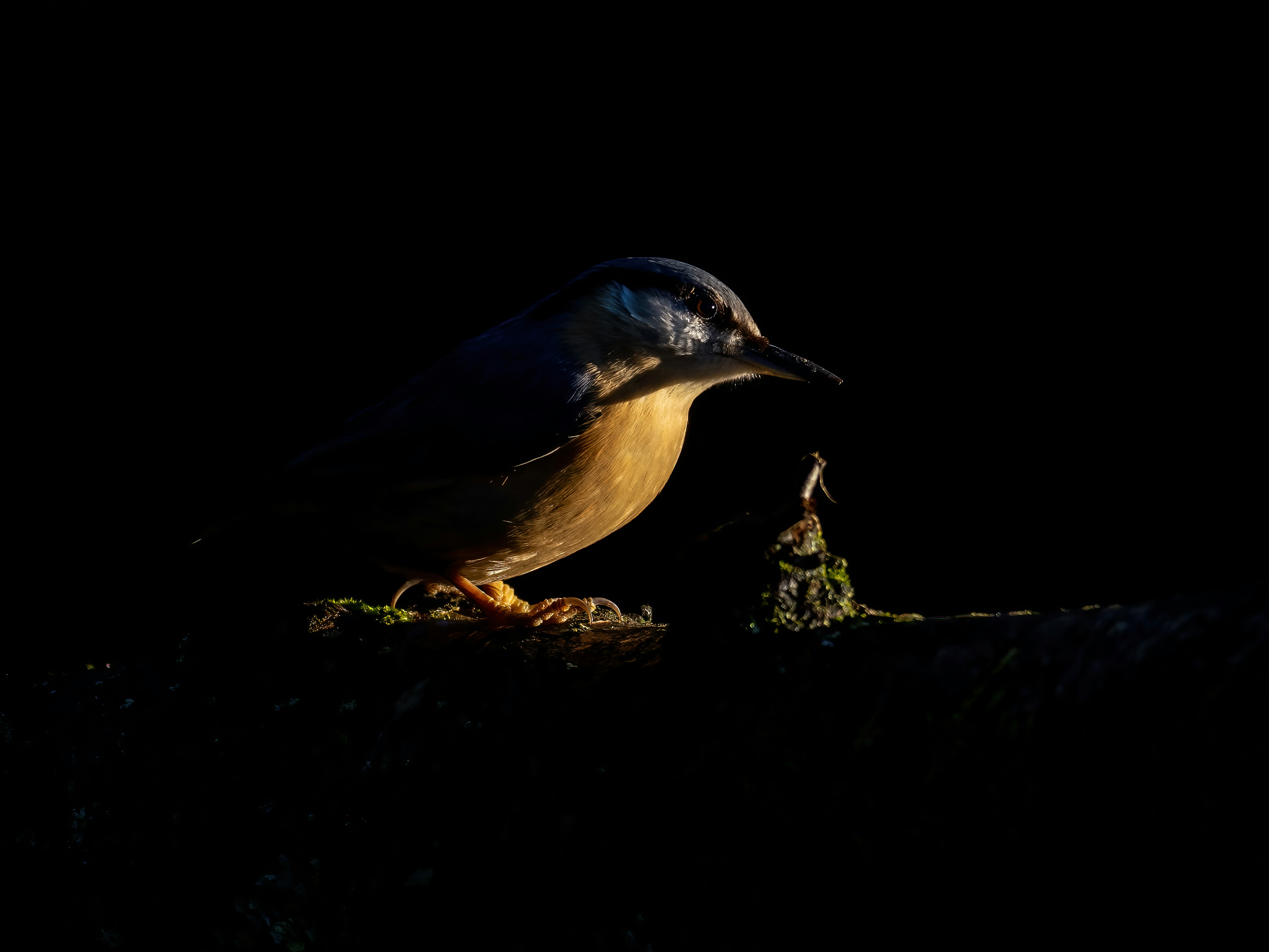Isolated Ember: A nuthatch in a narrow beam of light