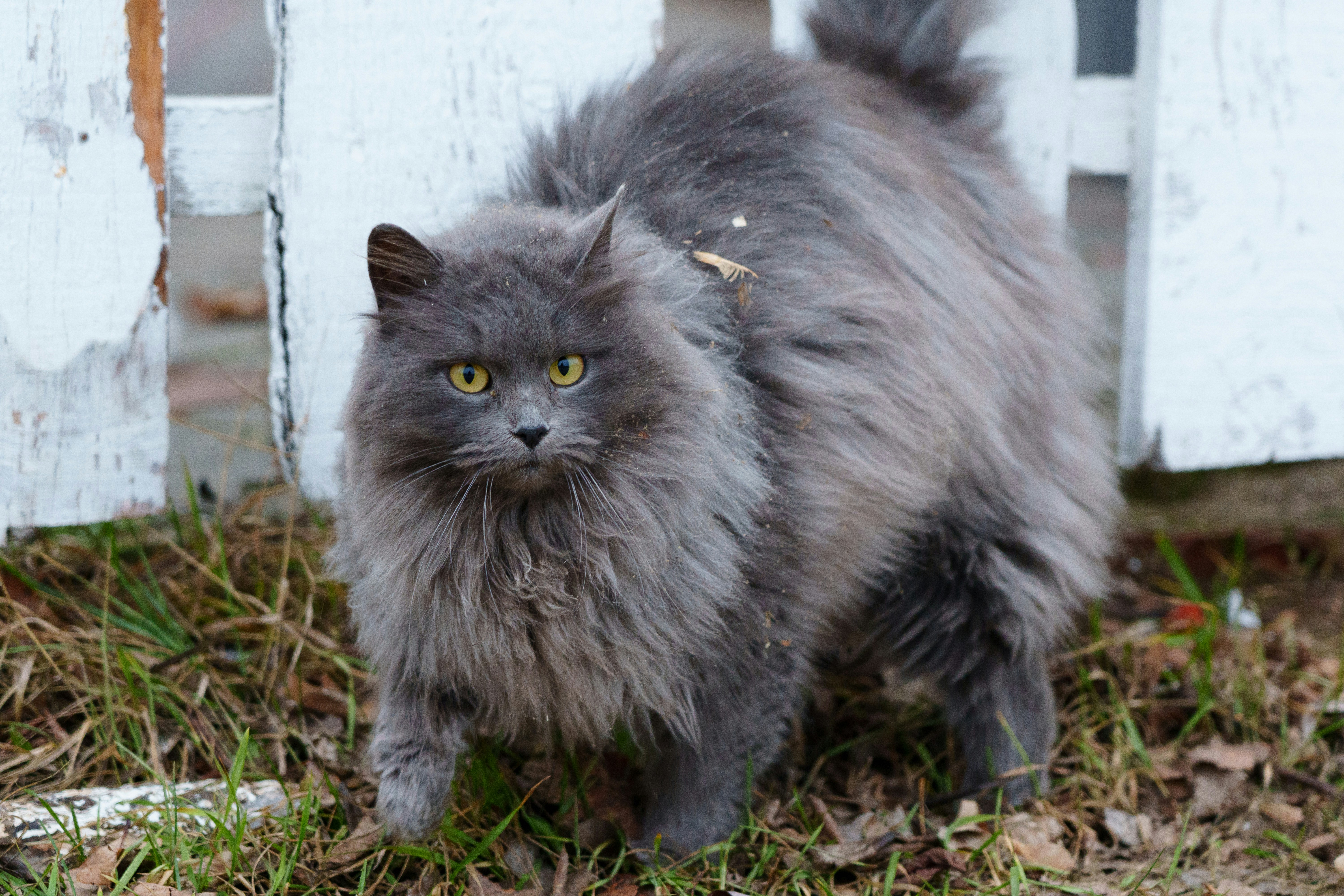 Emerald-Eyed Wanderer: A Fluffy Gray Cat Beside a Weathered Fence