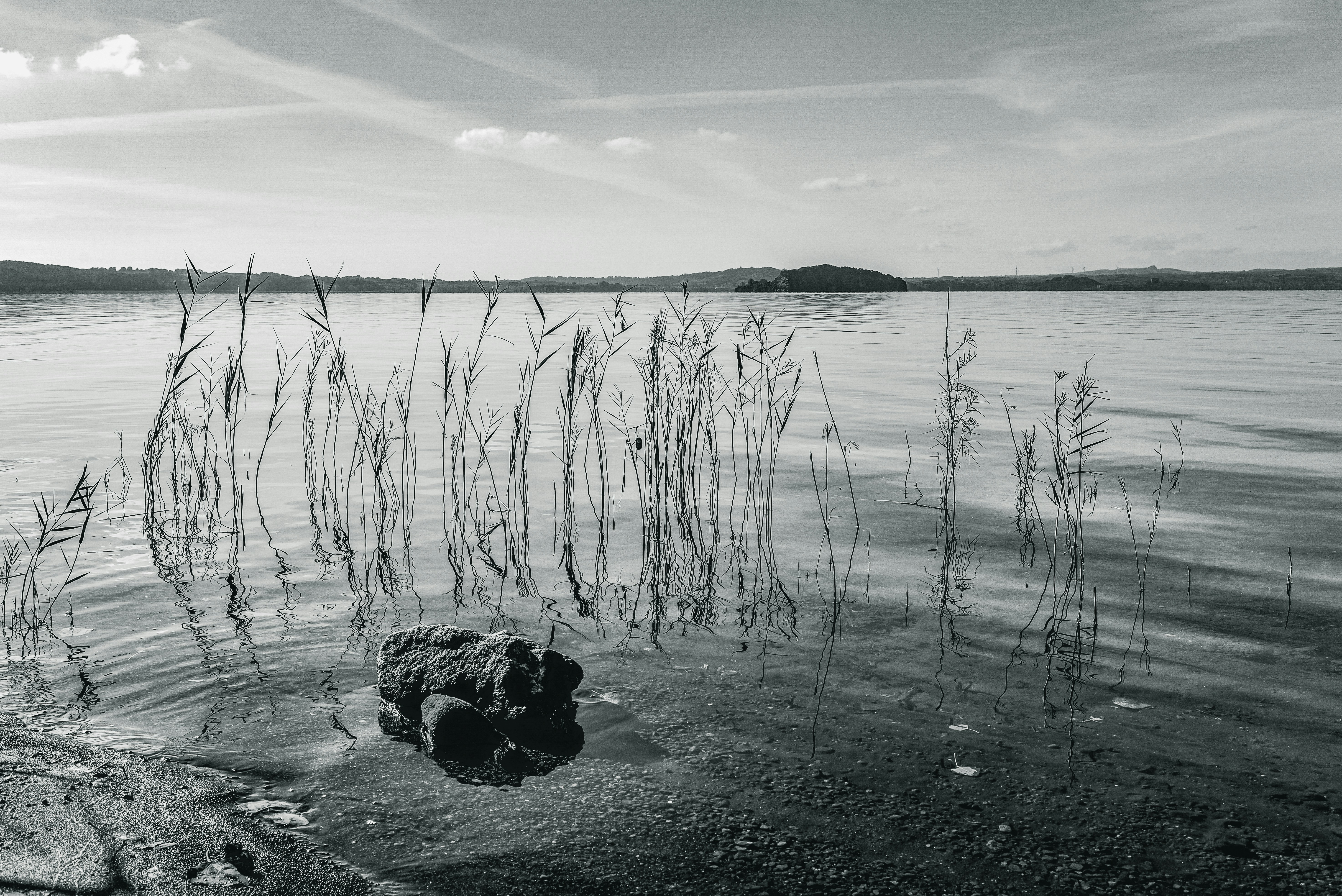 Grasses emerging from the tranquil waters of a lake under a cloudy sky.