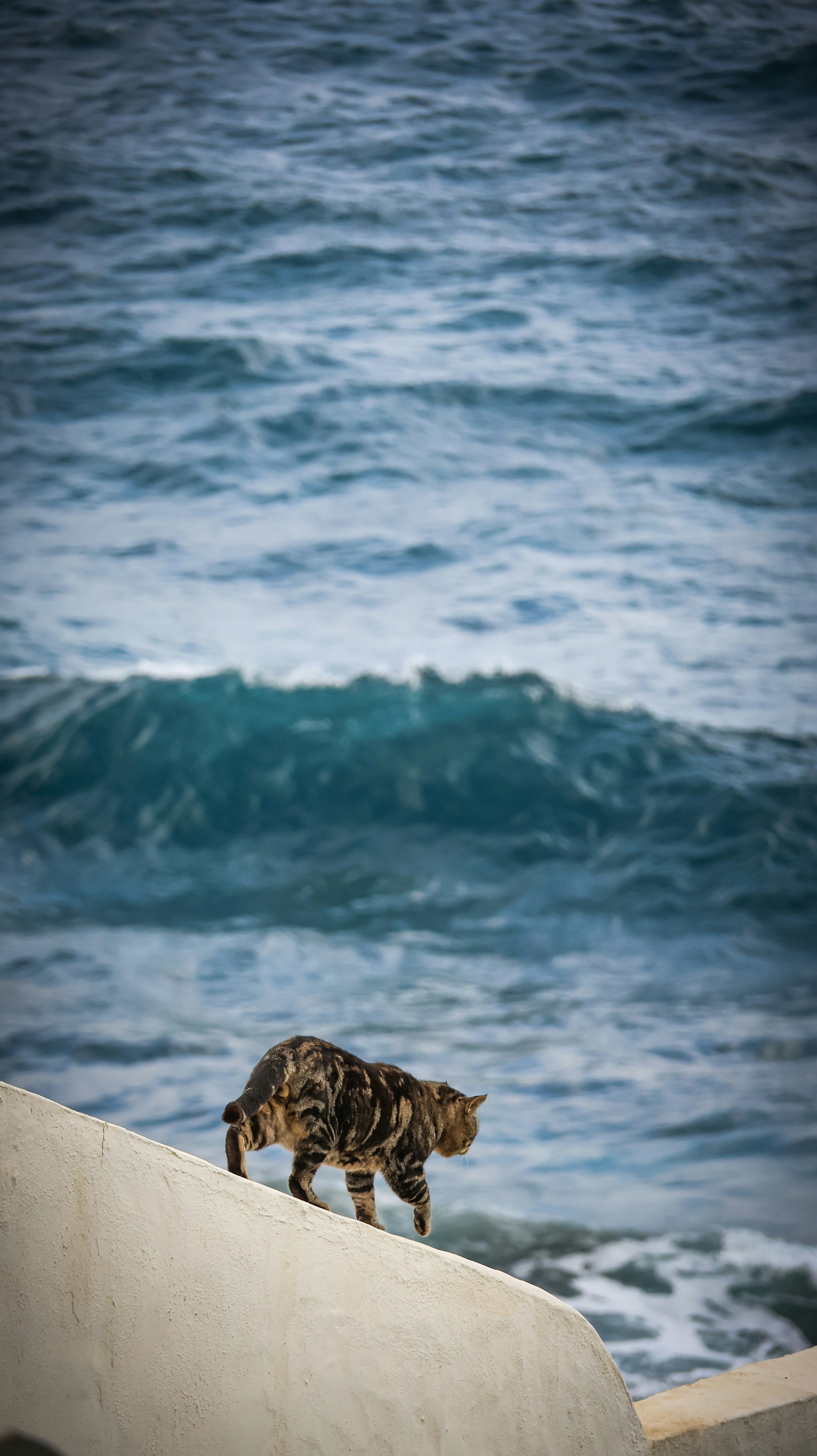 Tabby on a Seawall: Quiet Balance Above the Breakers