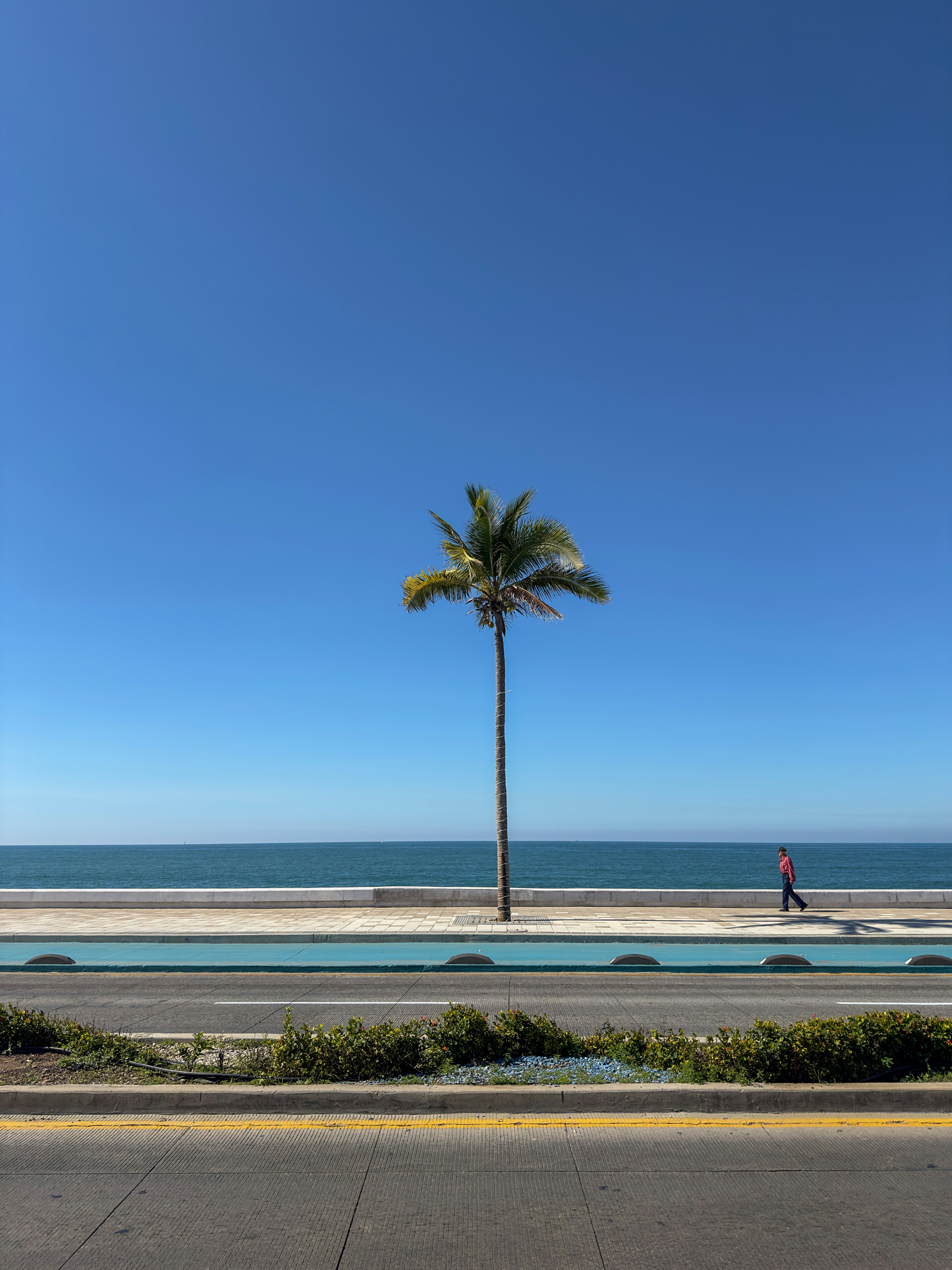 Lone Palm Sentinel Over a Quiet Seascape