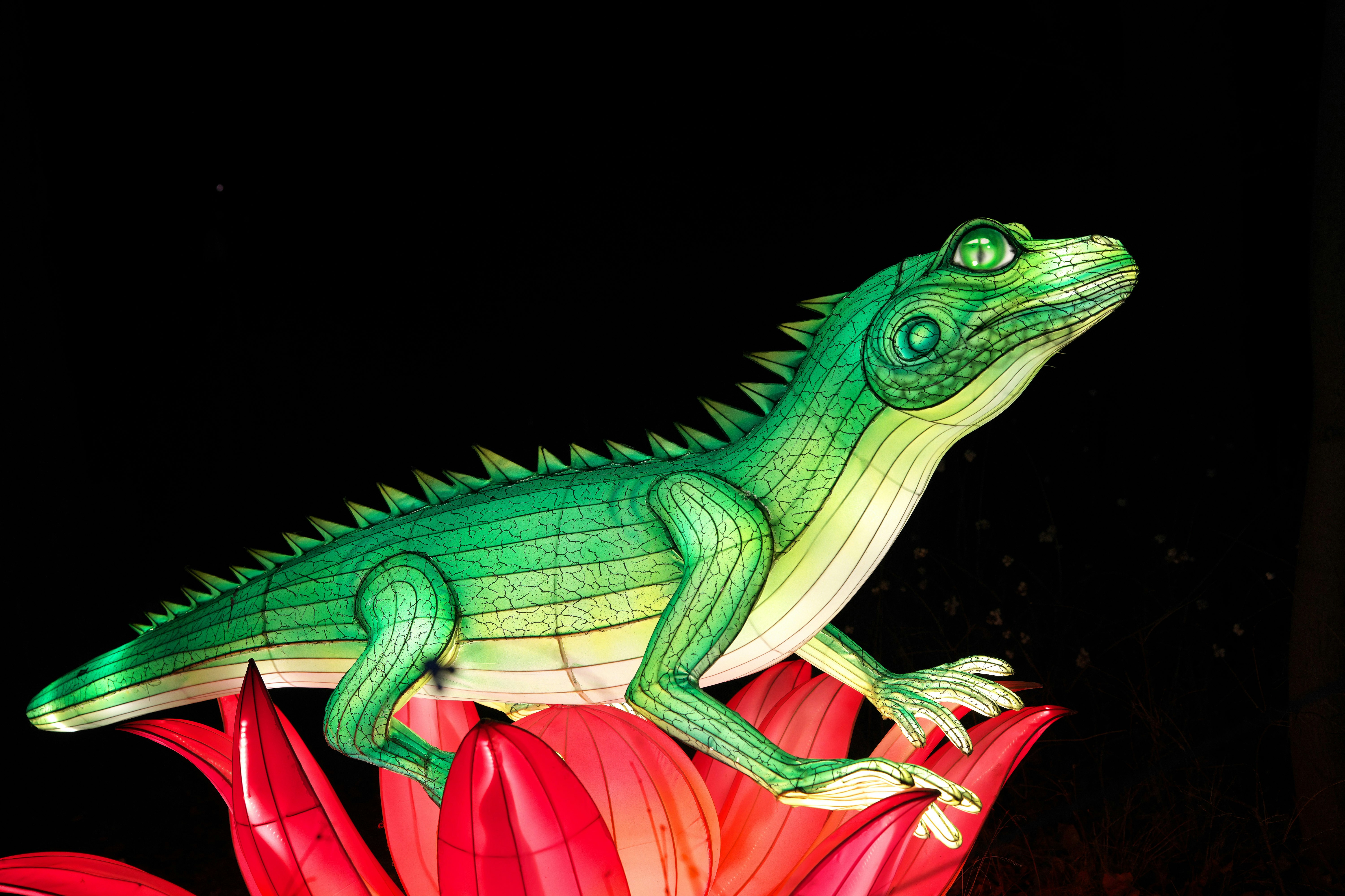 Emerald Spotlight: Lantern Alligator perches atop a fiery bloom