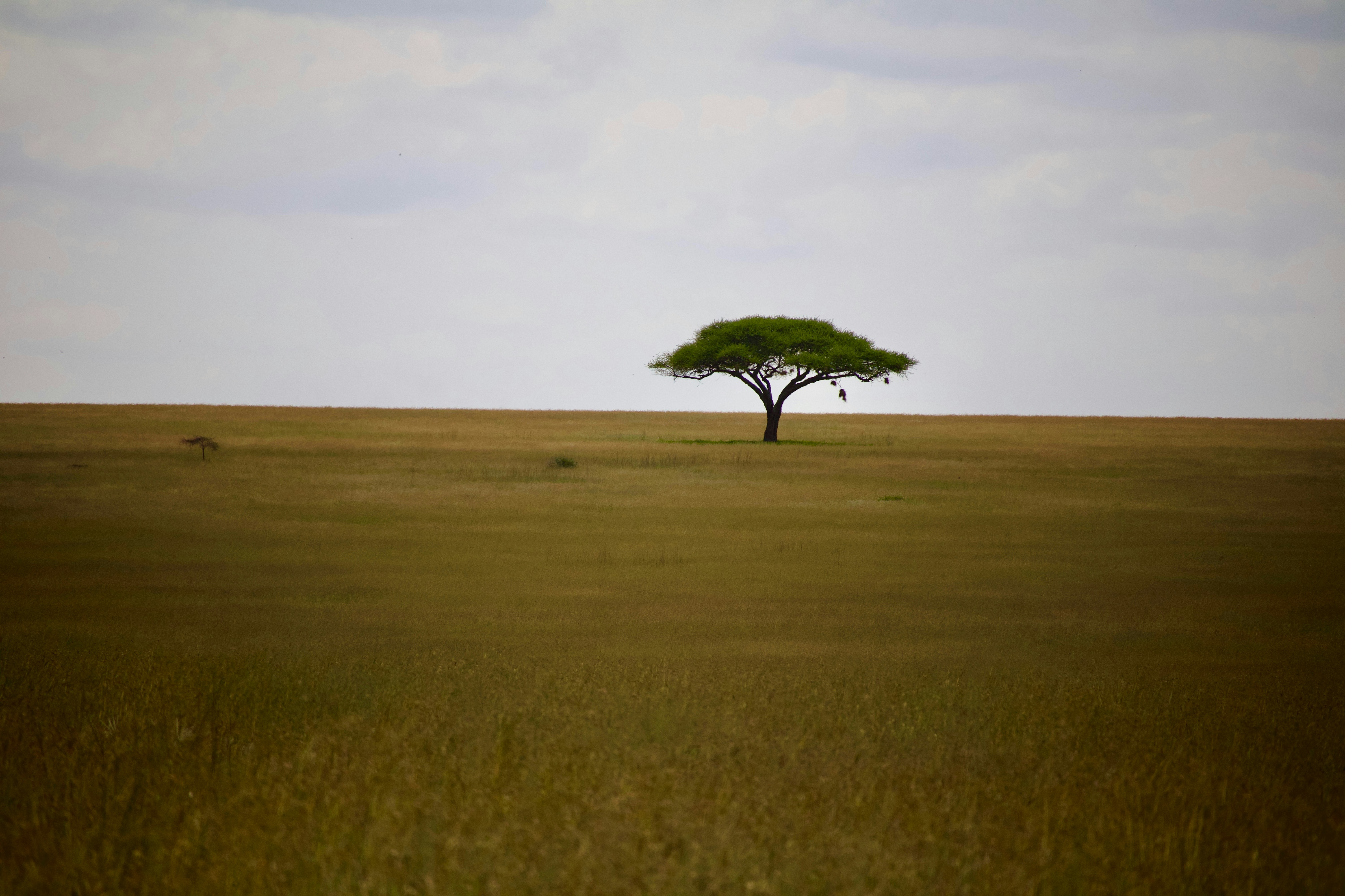 A lone tree in the middle of a field photo – Free Single tree Image on ...