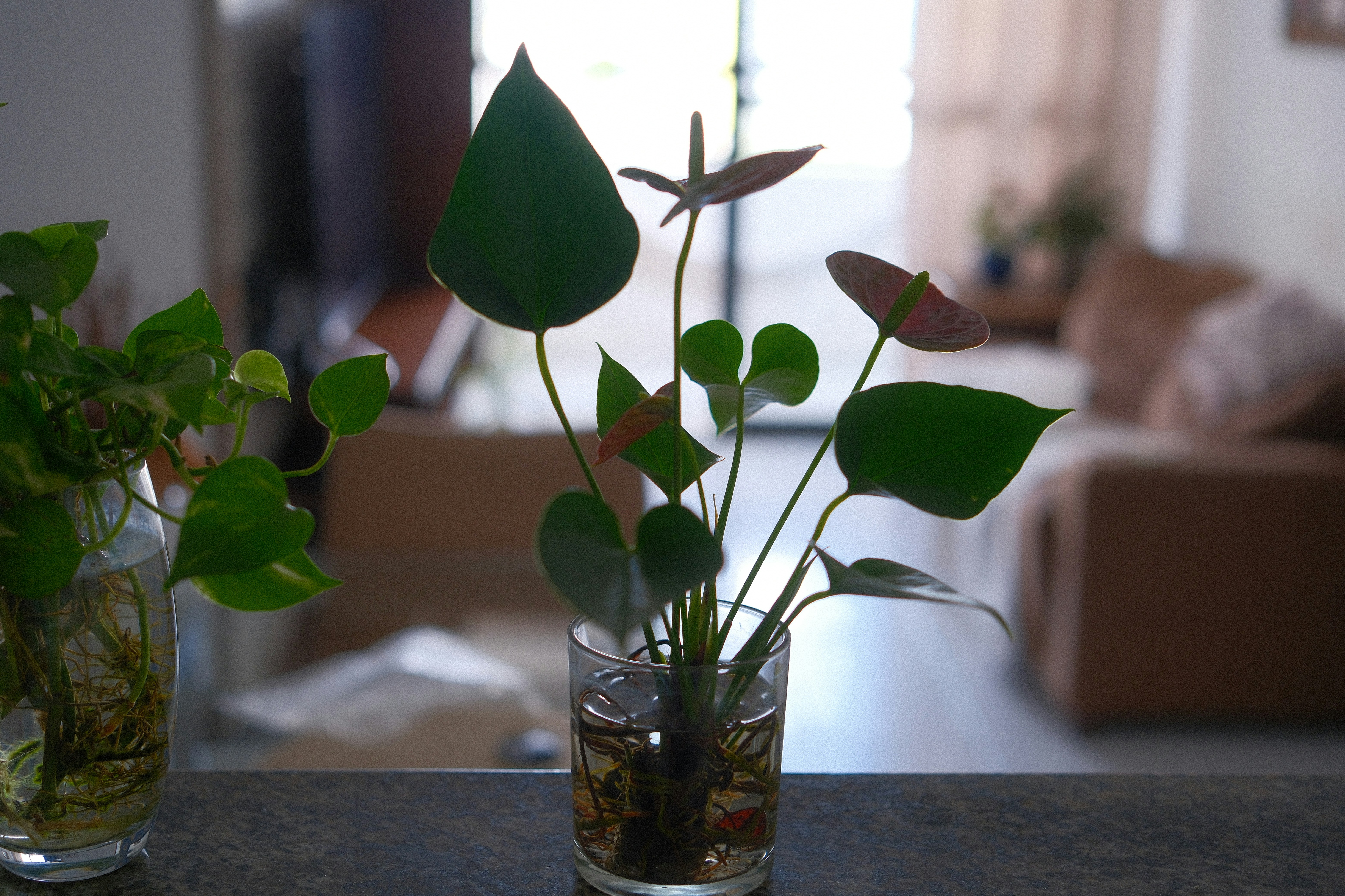 Verdant Tranquility in a Sunlit Room