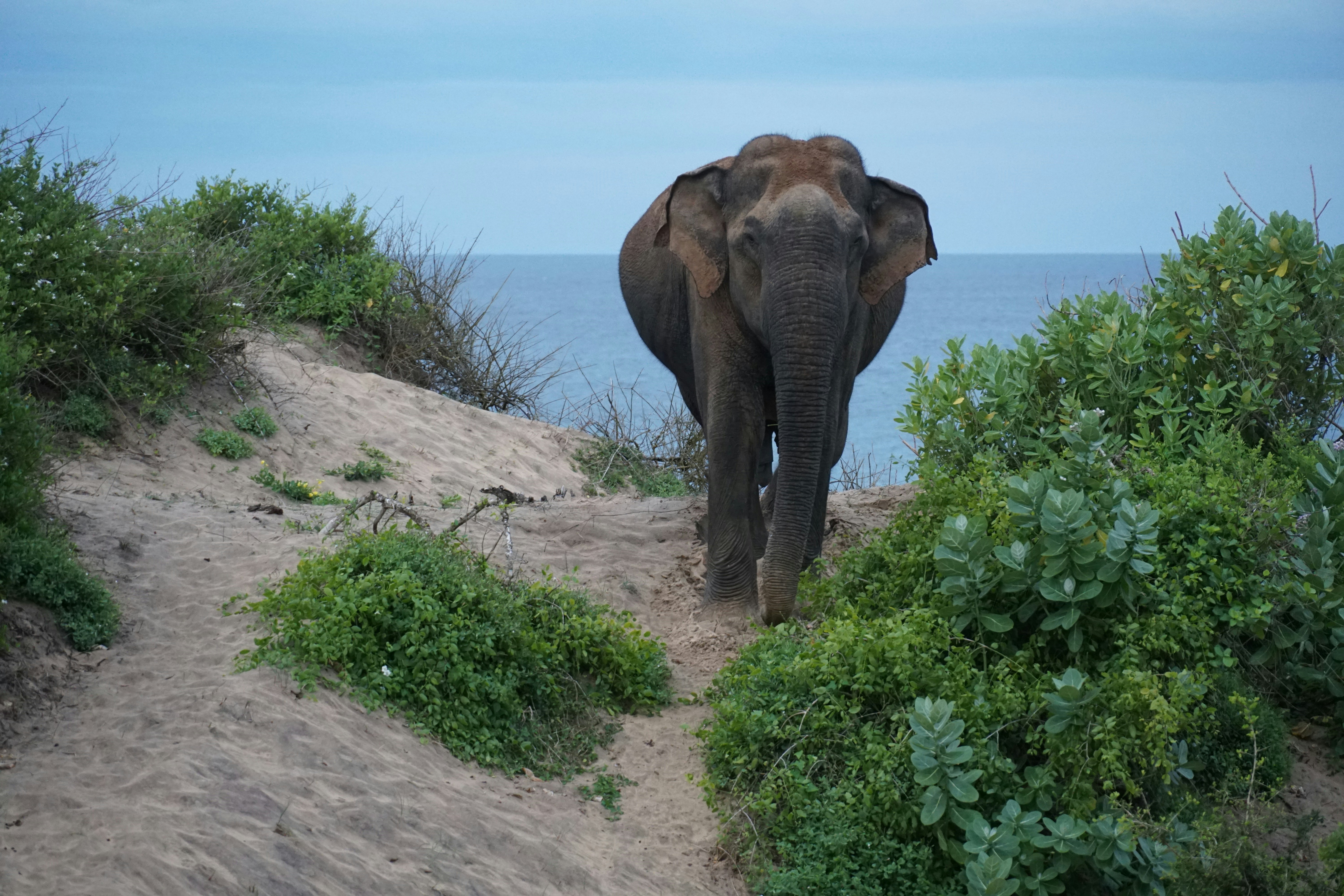 Elephant walking along a sandy path surrounded by green shrubs, with the ocean in the background.