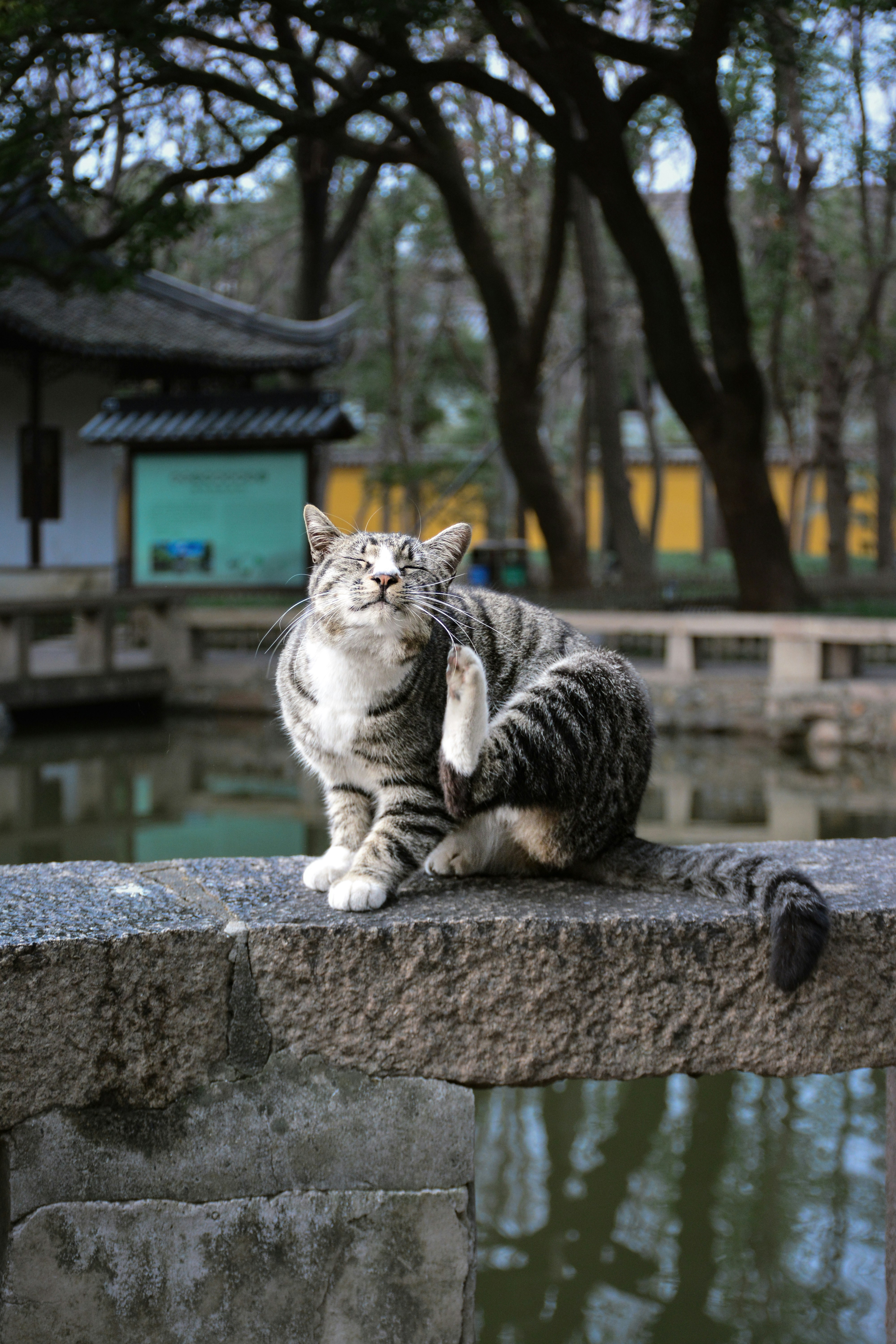 Stone-Rail Sentinel: A Tabby Pauses by the Quiet Pond