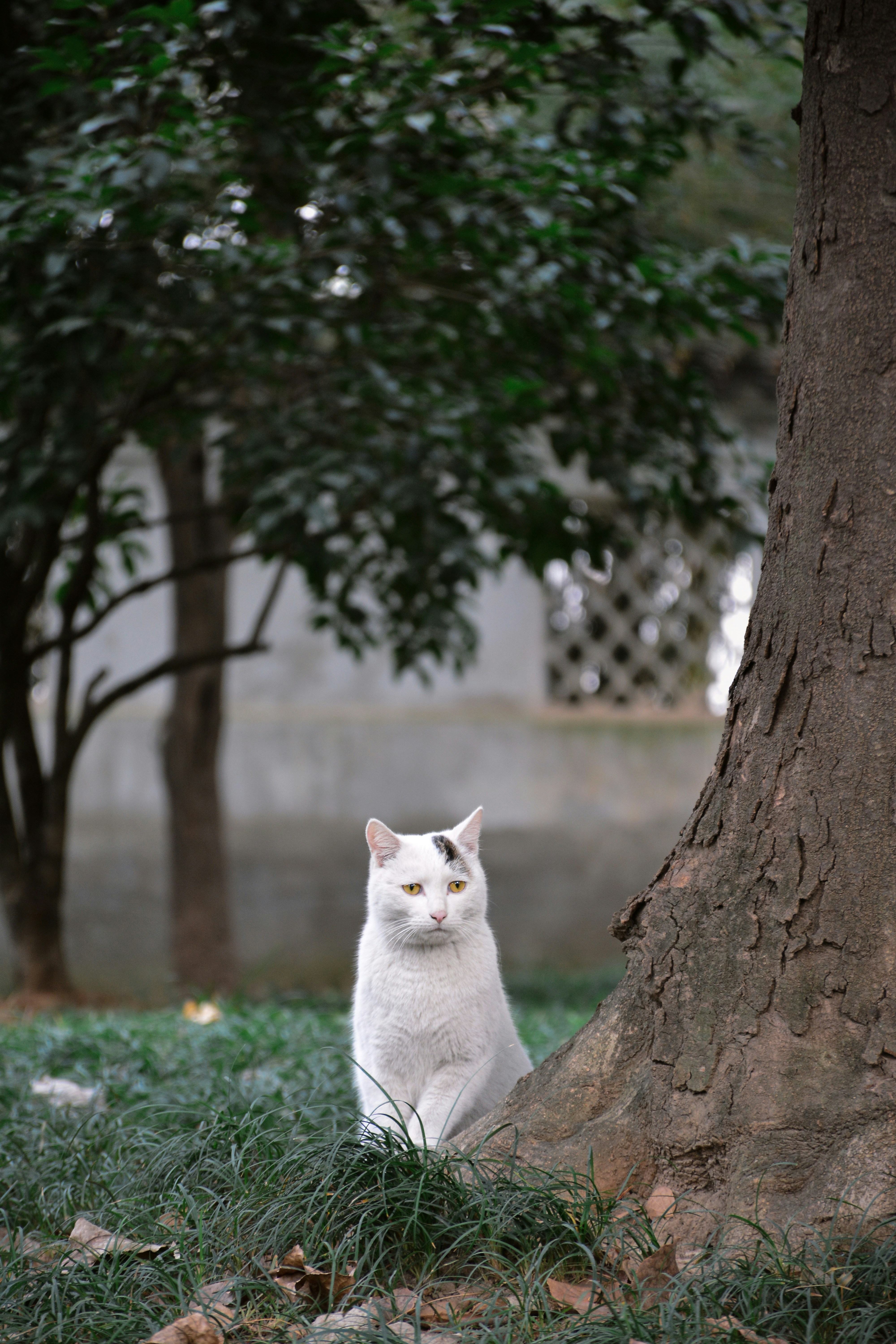 Whiskers in the Shade: A Quiet Portrait by the Tree