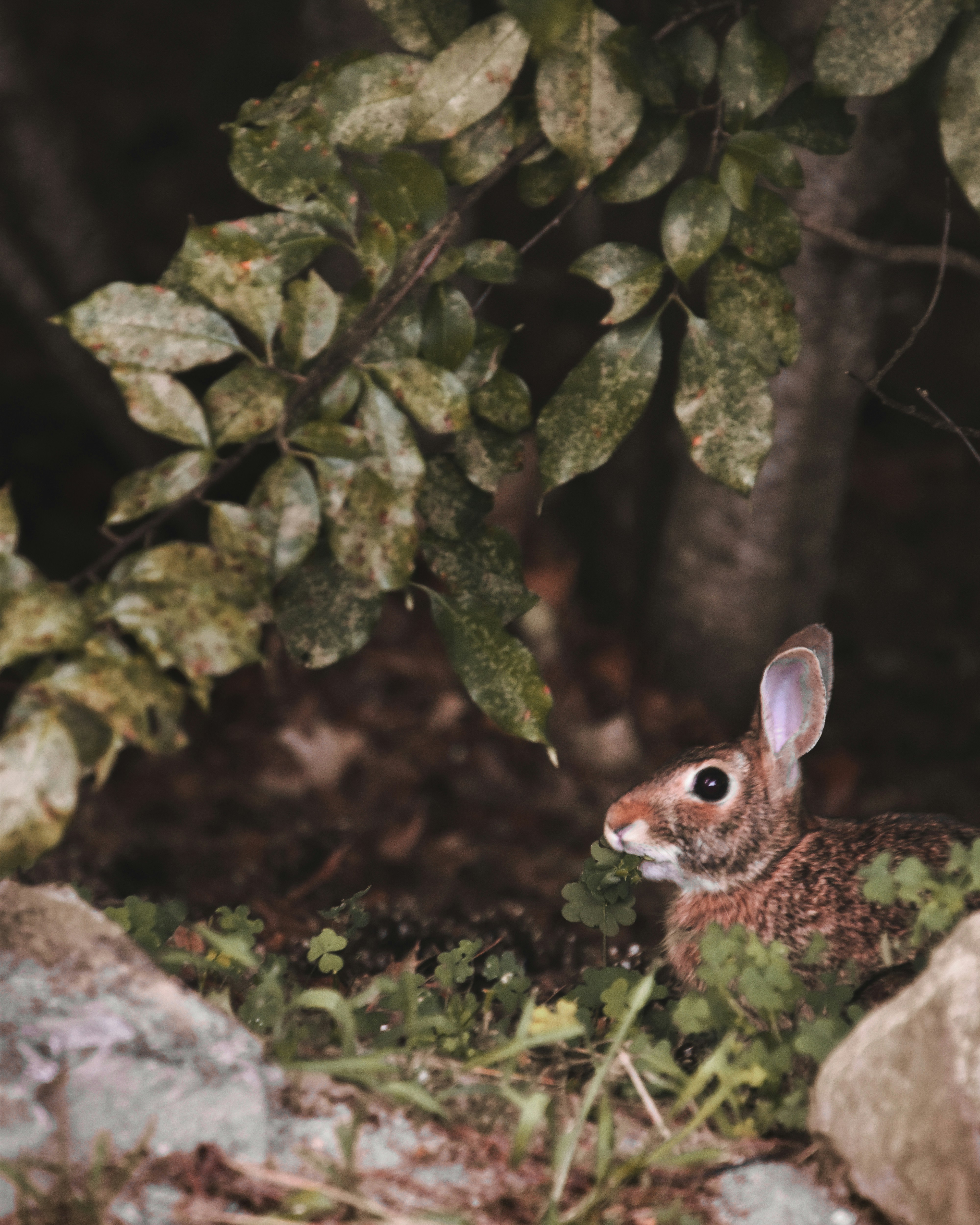 A small rabbit sitting on top of a lush green field photo – Free Rabbit ...