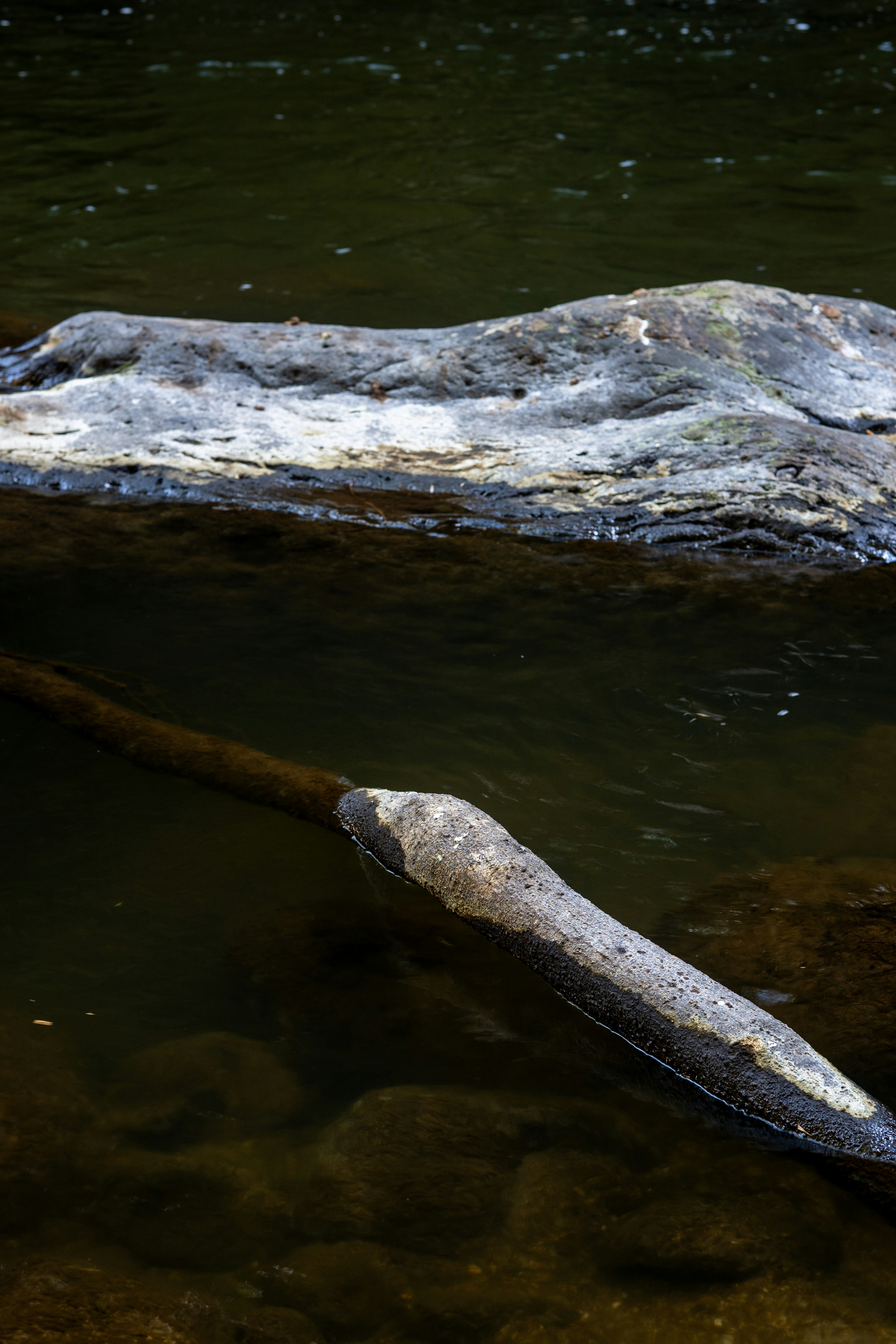Diagonal Driftwood and Moss: A Quiet Riverbed Study