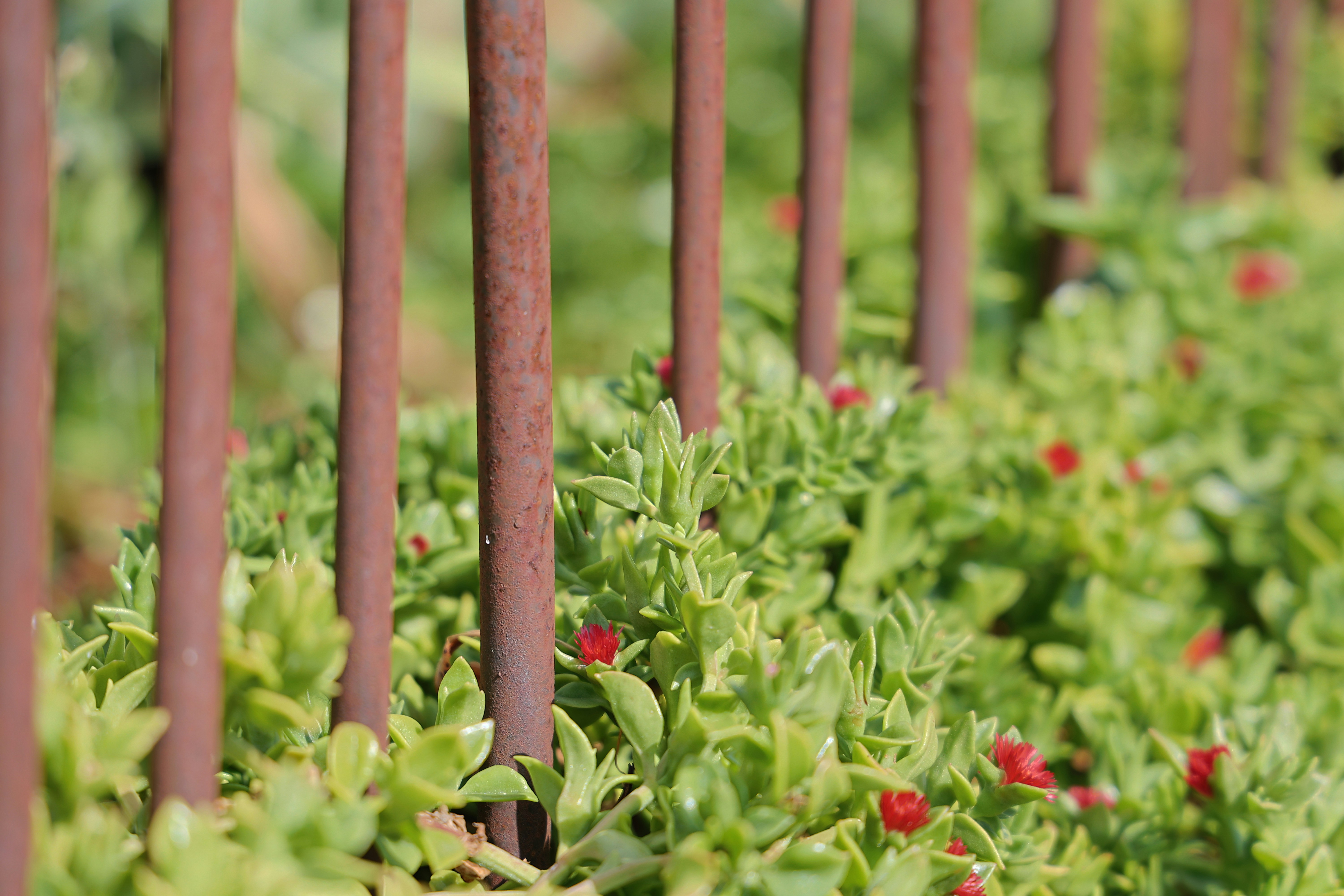 A row of metal poles with red flowers growing between them photo – Free ...