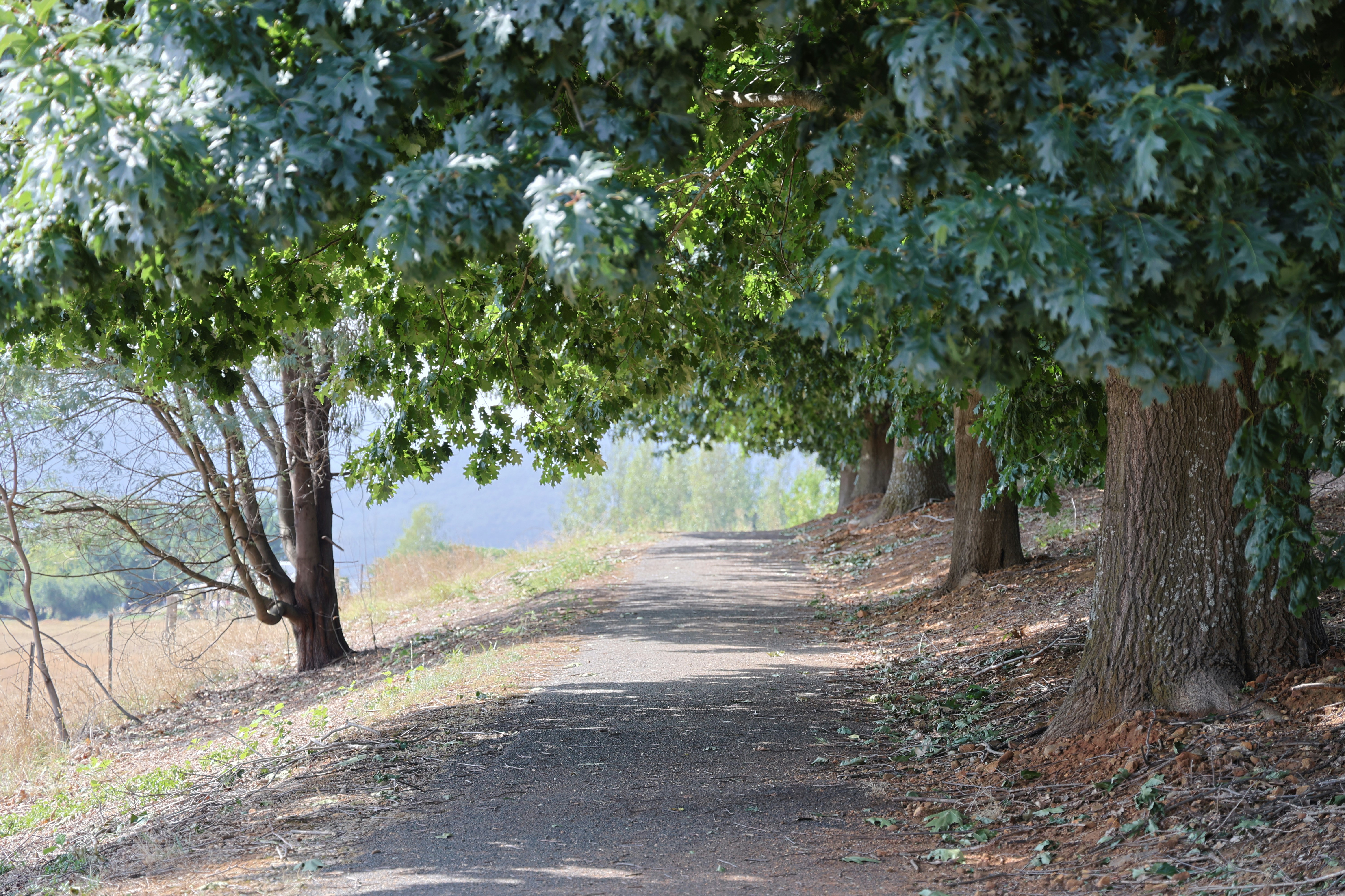 Whispering Green Passage