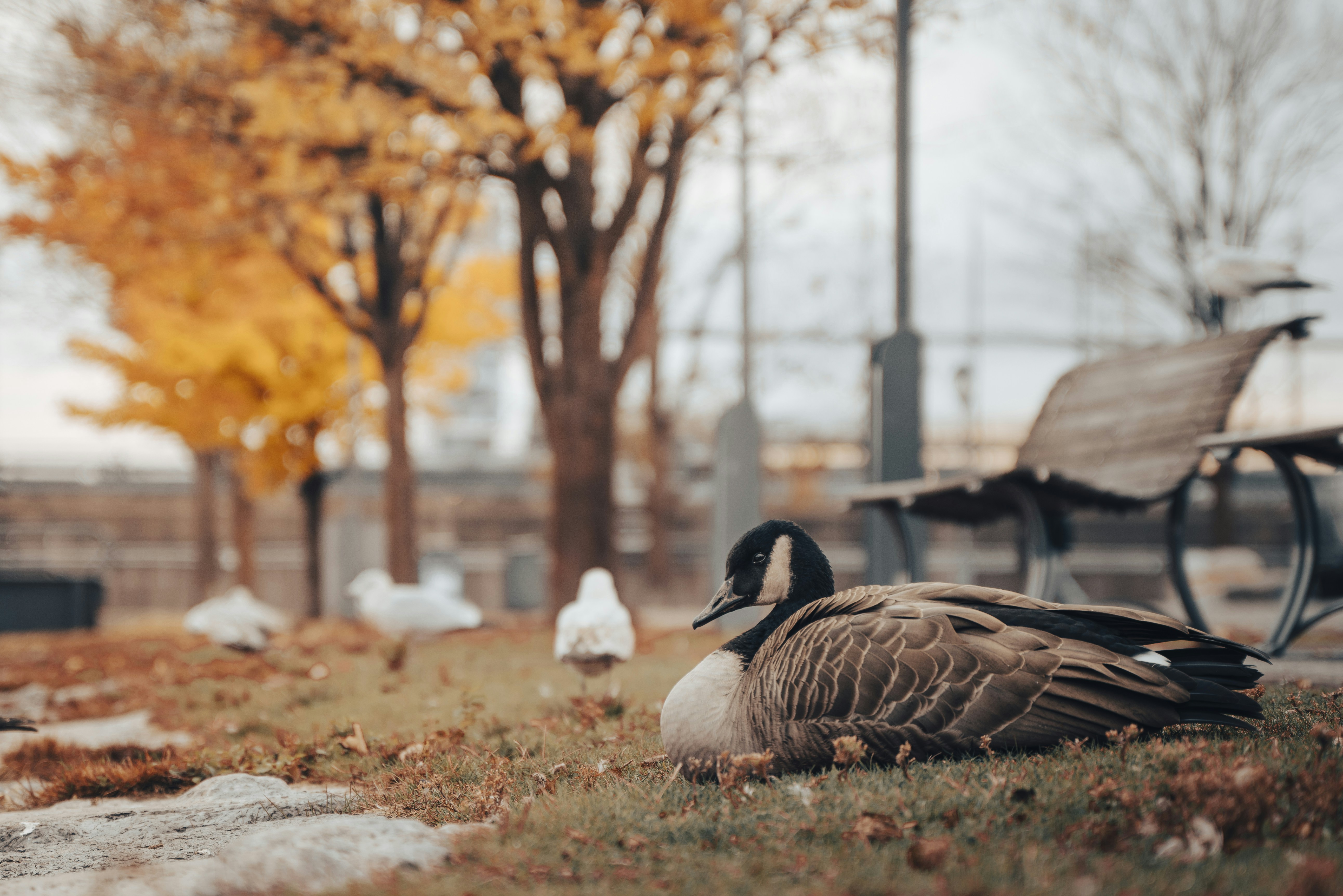 Goose resting on grass with blurred autumn foliage and park benches in the background.