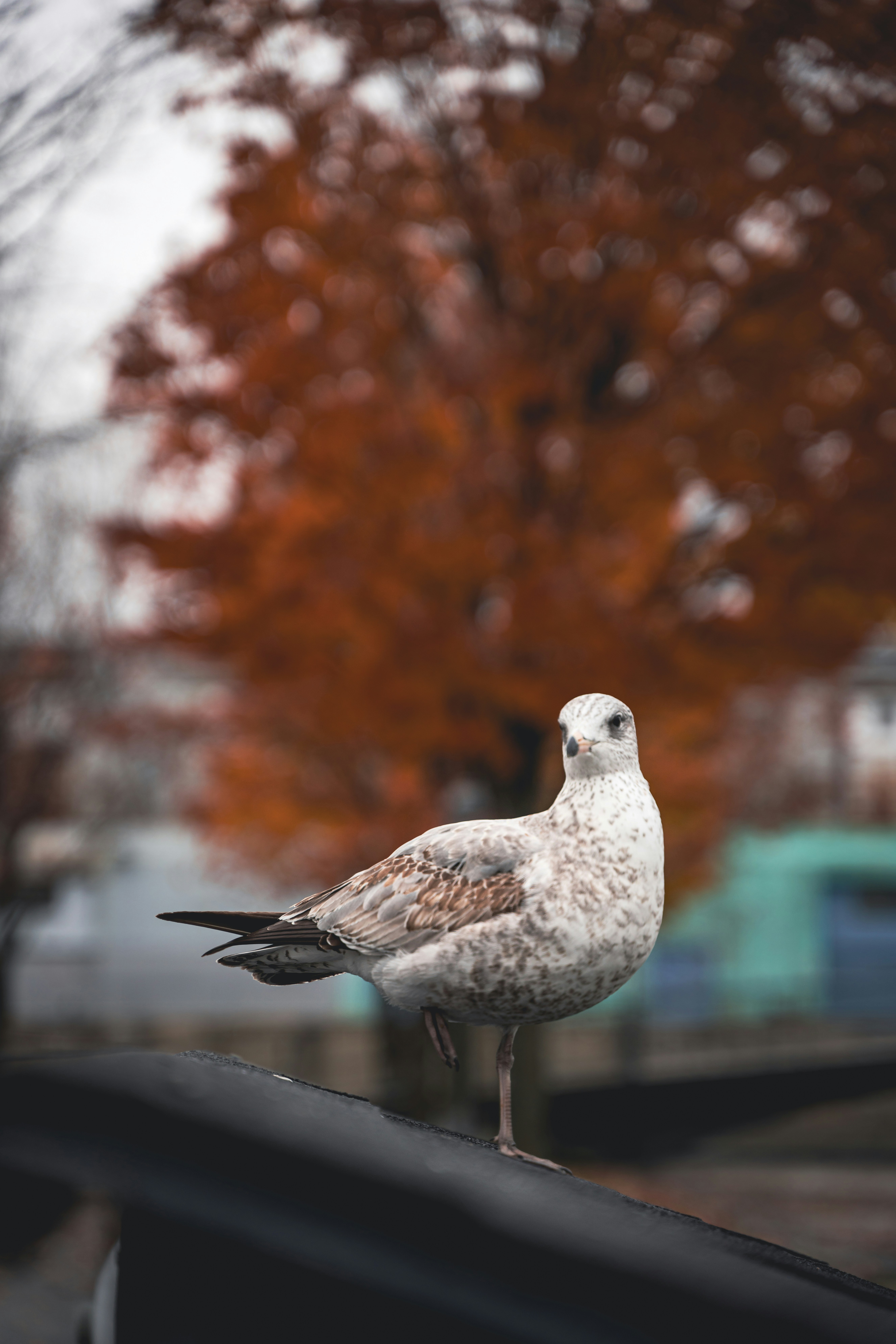 Gull on a Distant Rail Framed by Autumn's Rusty Blur