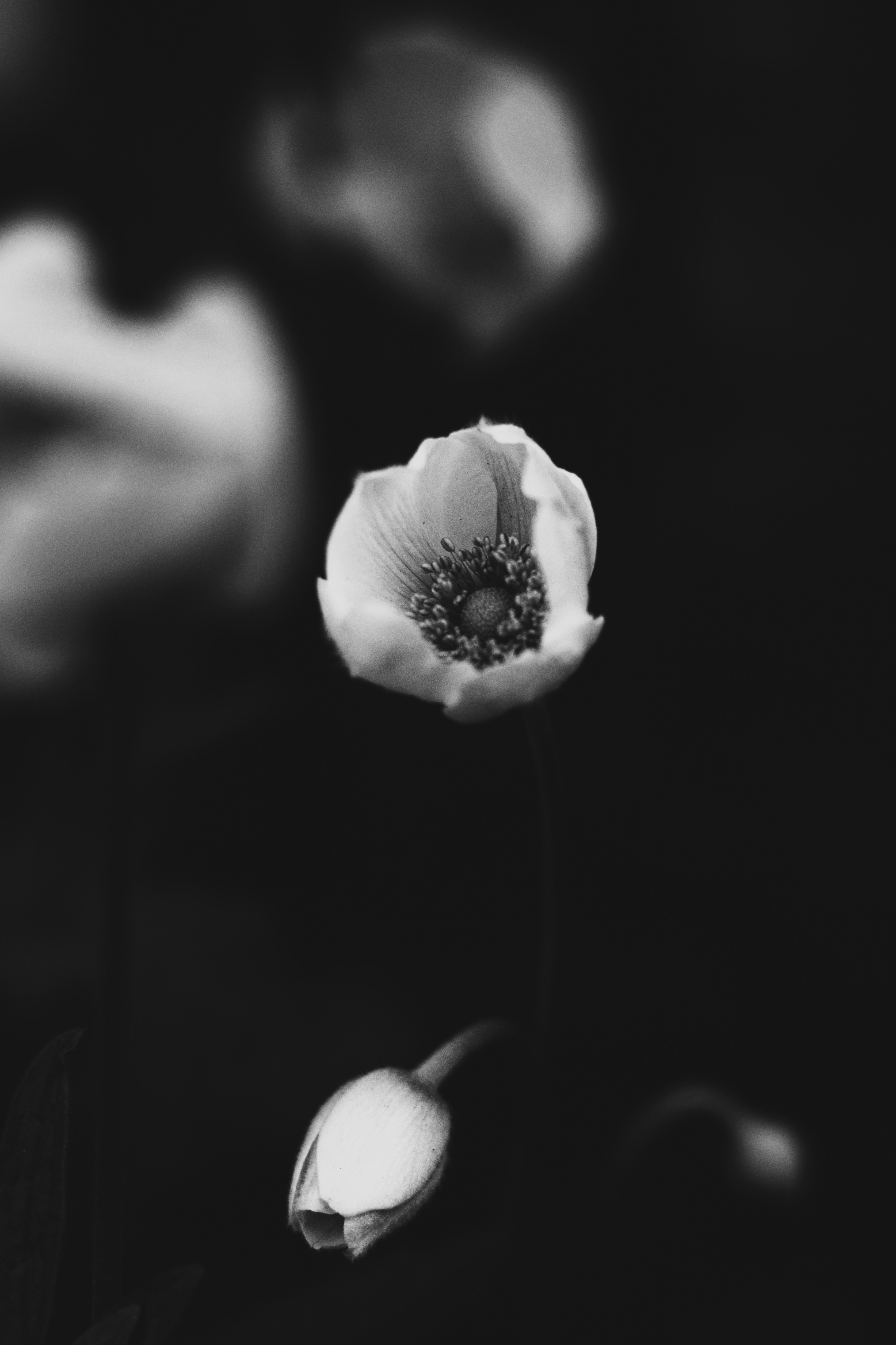 White Poppy in Focus Against a Velvet Night