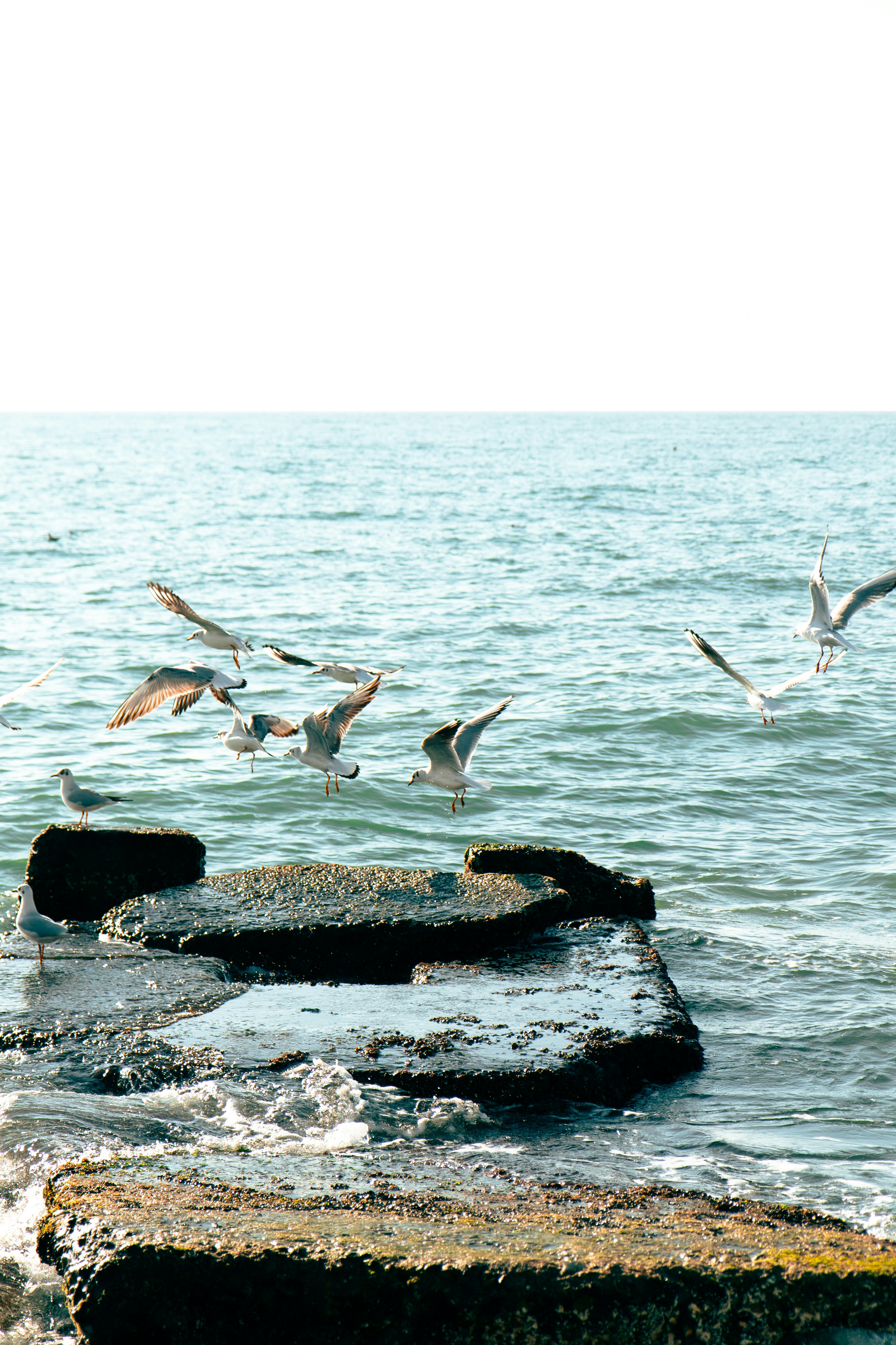 Gulls in Lift Over a Mossy Breakwater