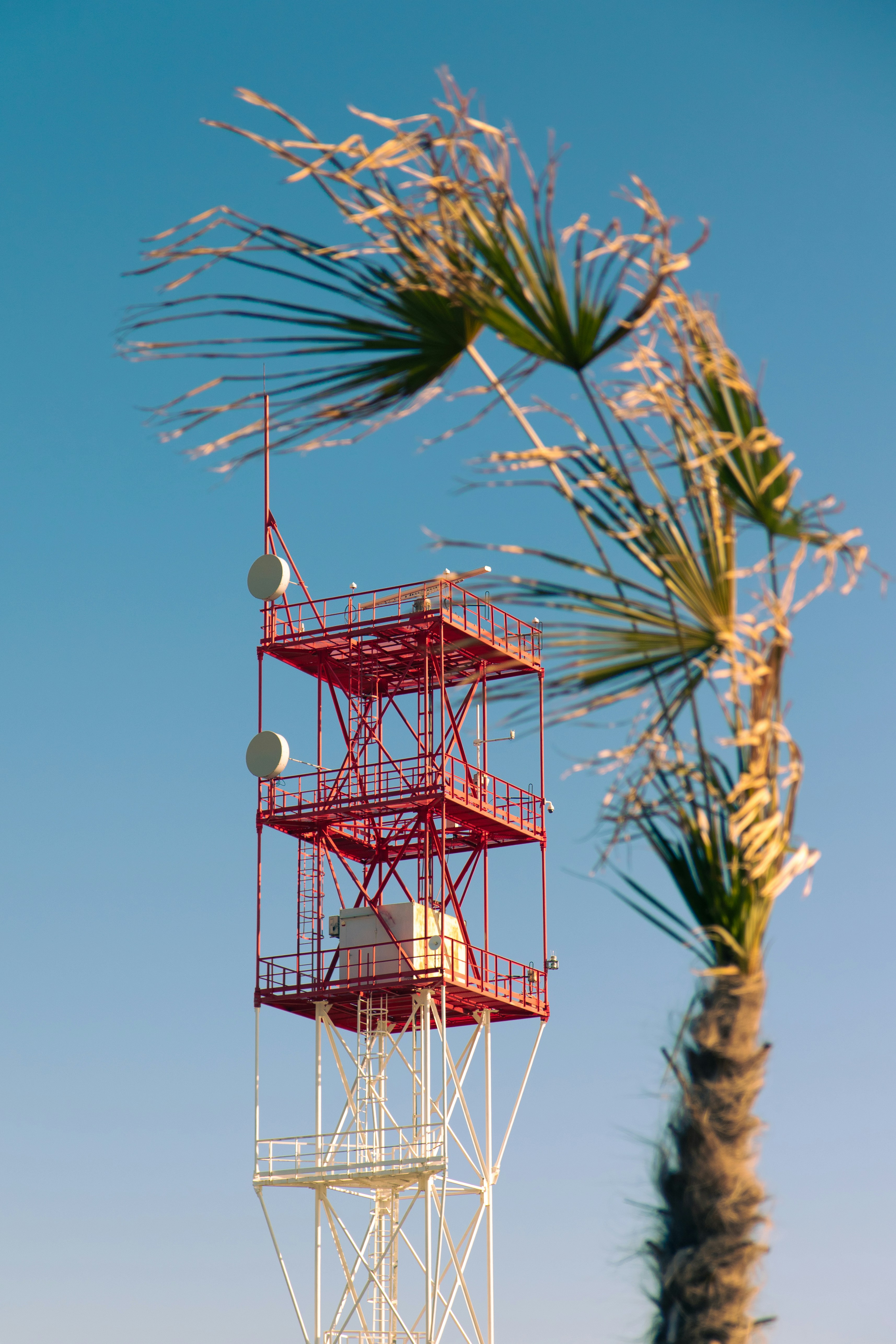 Red communications tower with satellite dishes rises against a clear blue sky, framed by bending palm fronds in the foreground.