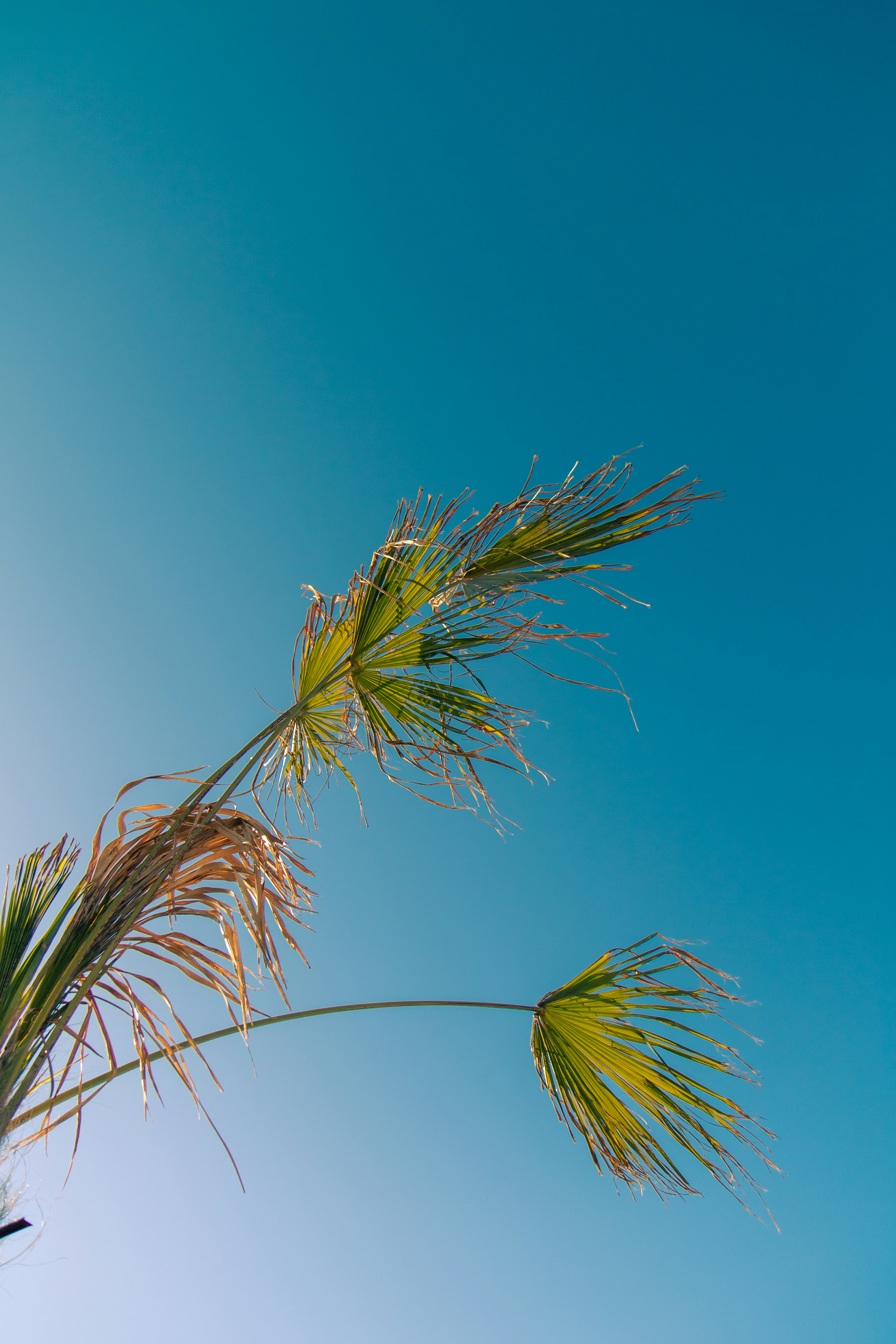 Windward Palm Fronds Cut Across a Cerulean Sky