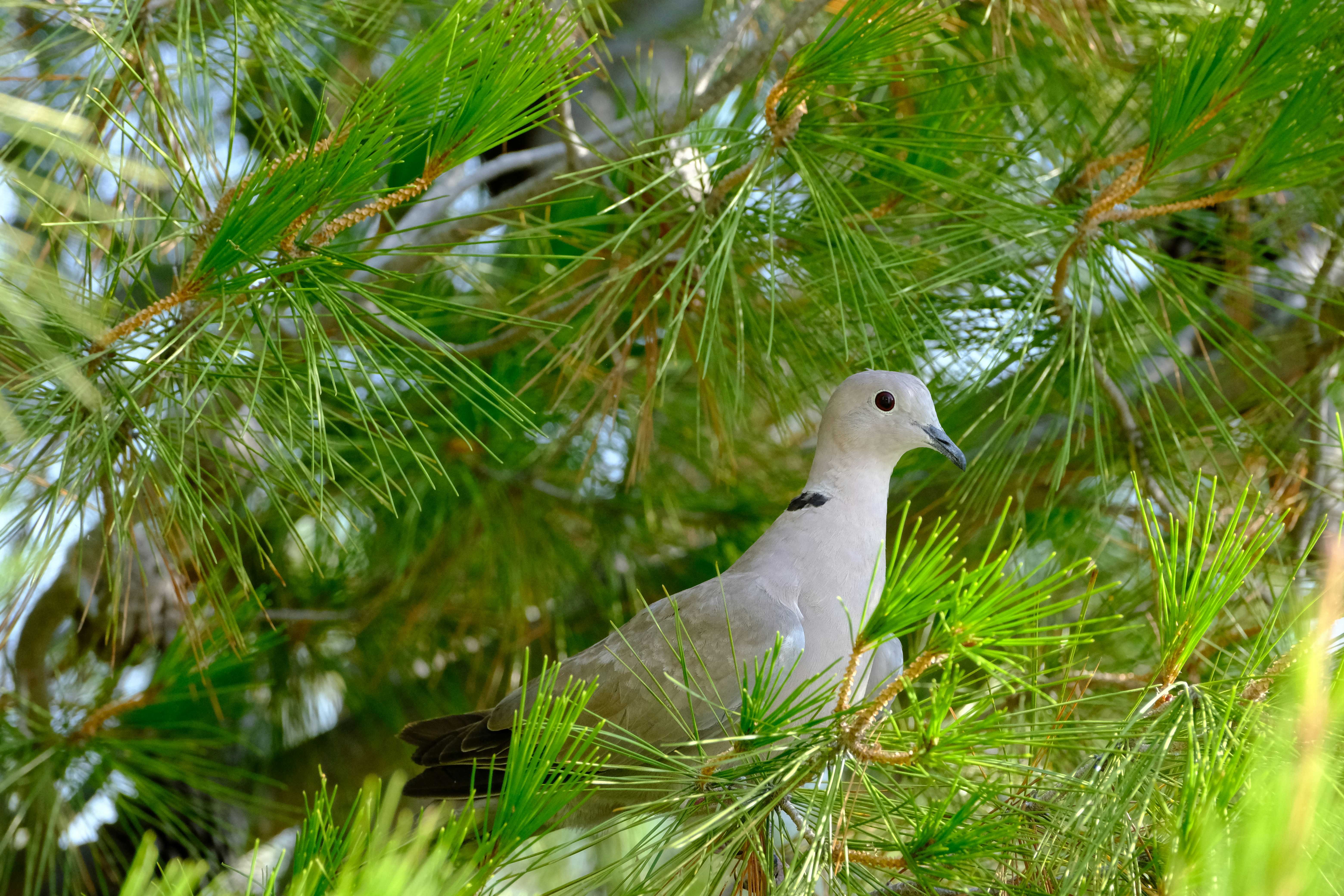 A white bird sitting in a pine tree