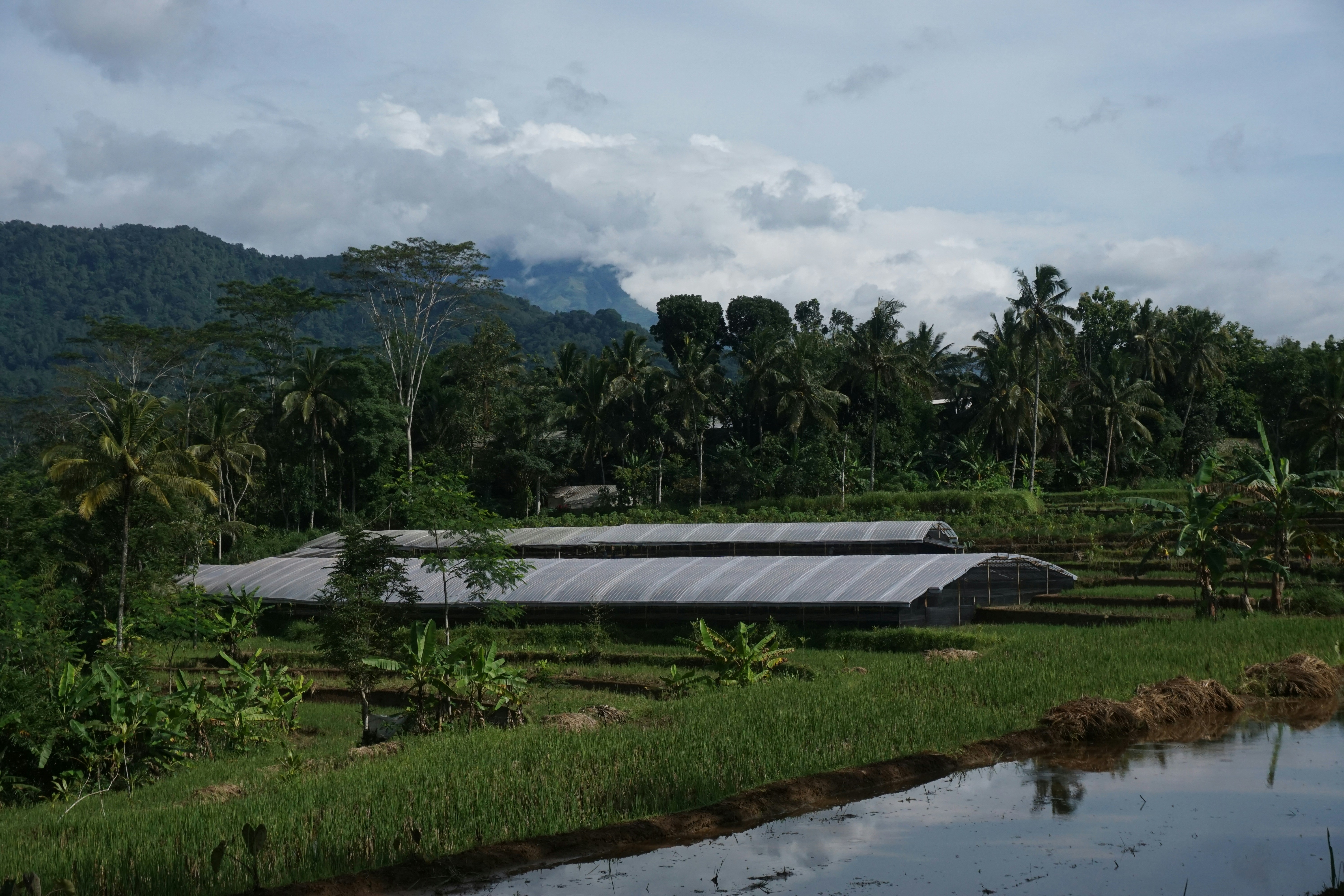 Greenhouses nestled among lush rice paddies and palm trees under a cloudy sky, showcasing sustainable farming practices.