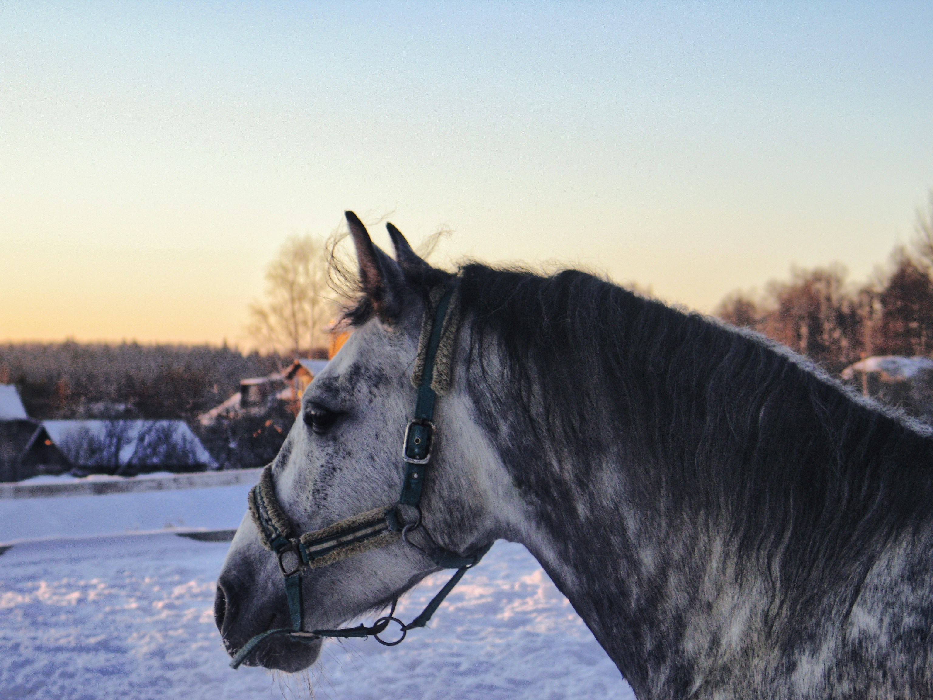 Dusk in Frost: The Gray Horse at the Quiet Edge of Winter