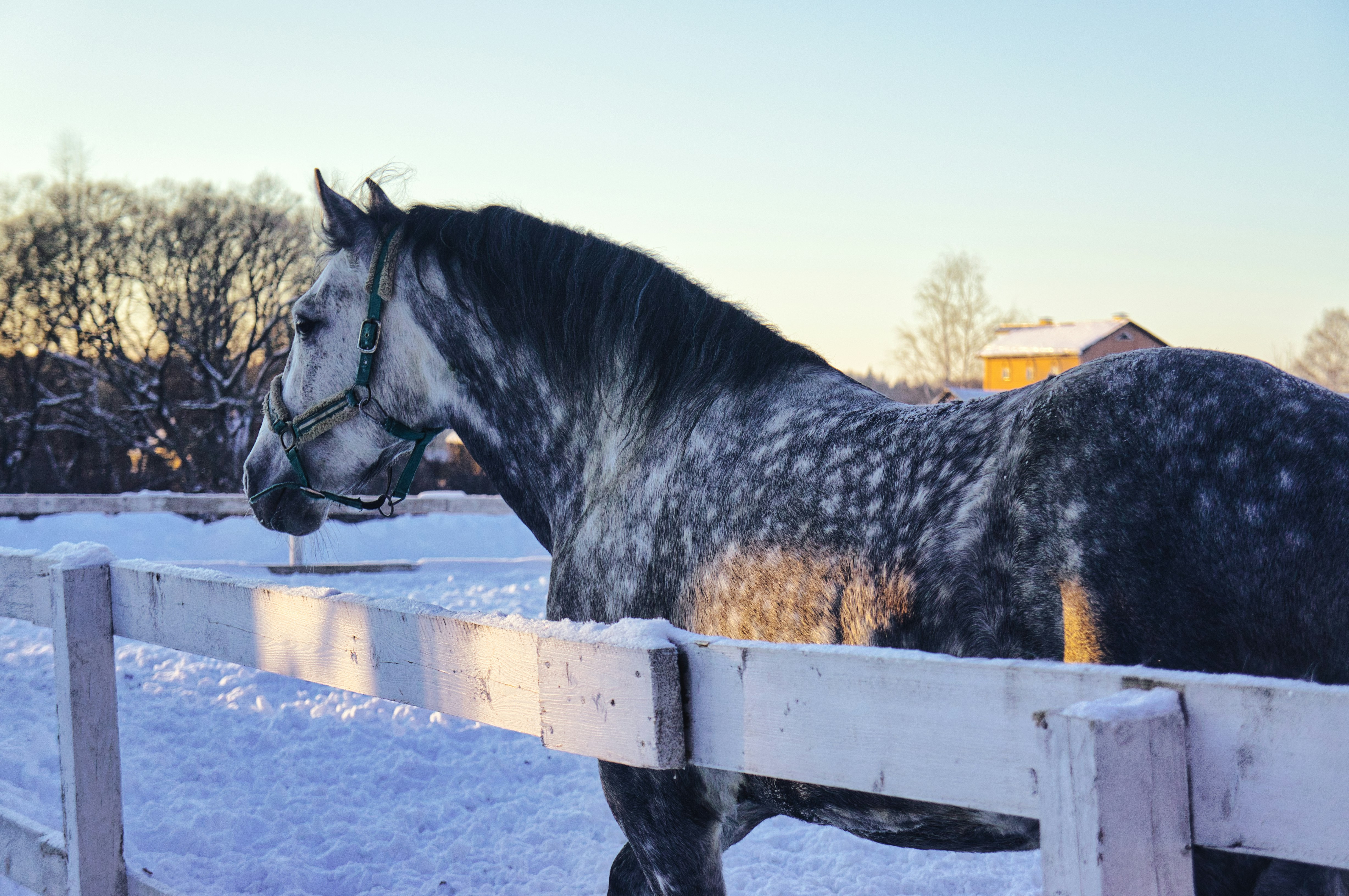 Dappled Sentinel by the Snow-Fence at Dusk