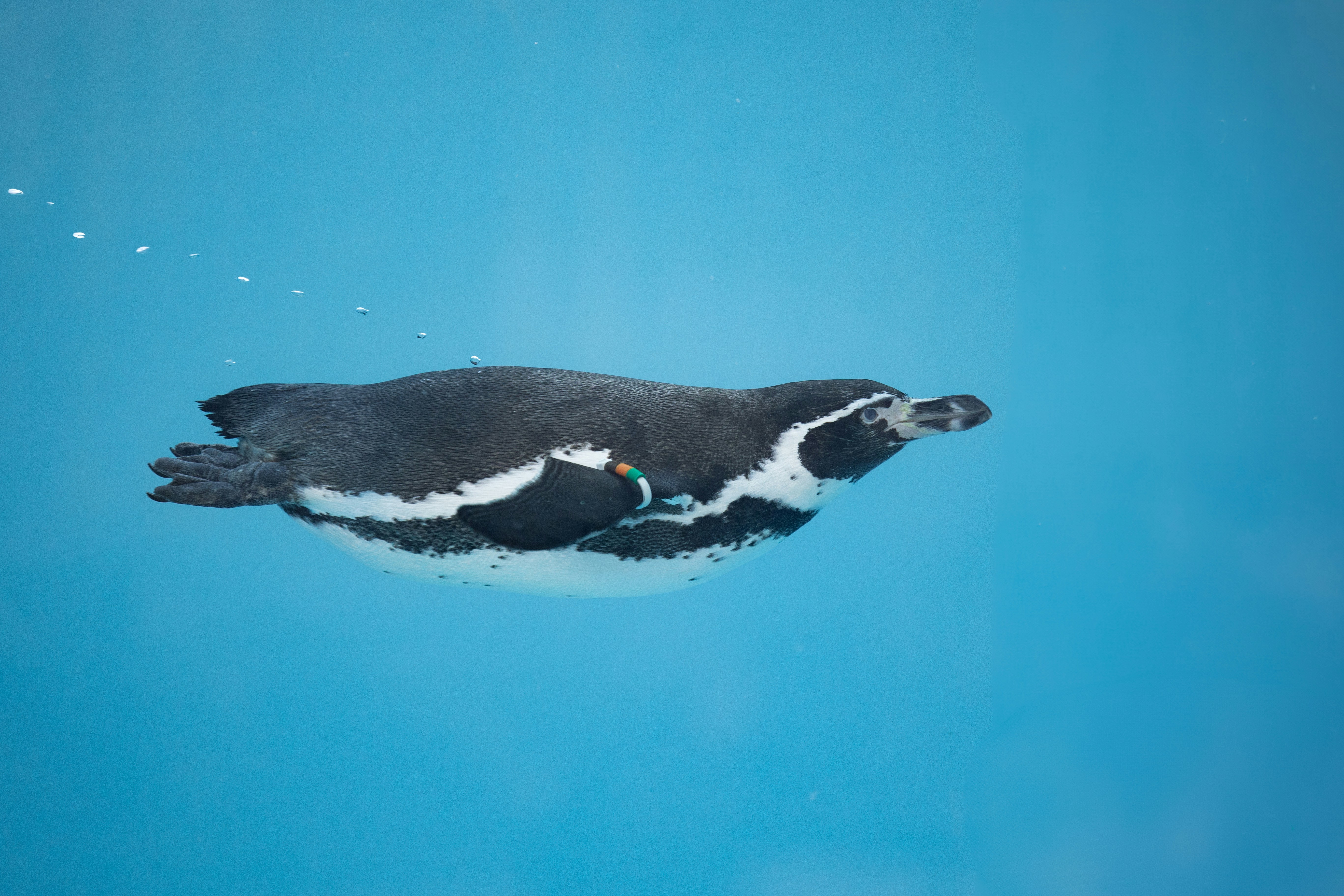 Azure Current: Penguin in a streamlined underwater glide