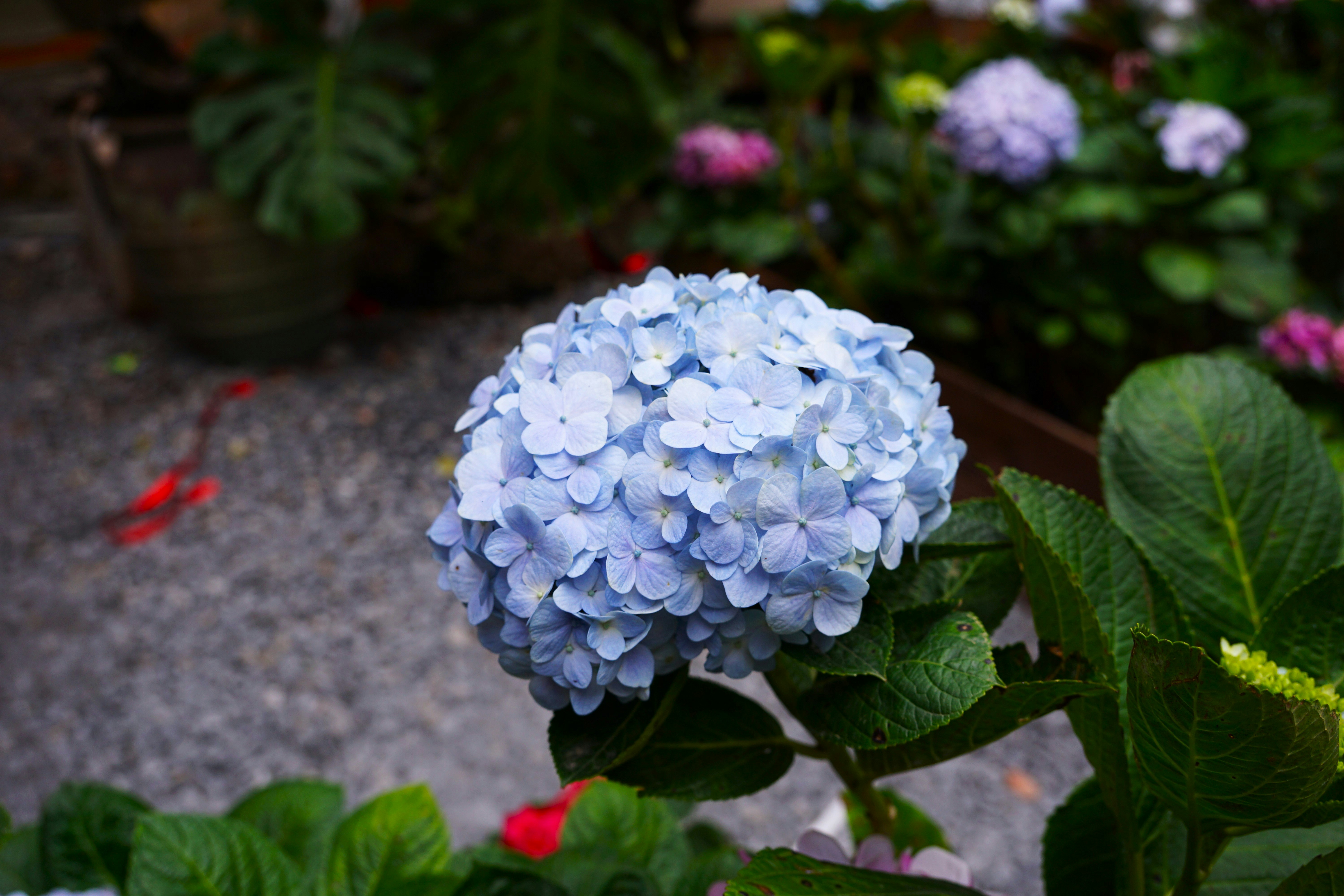 Whisper of Blue Blossoms